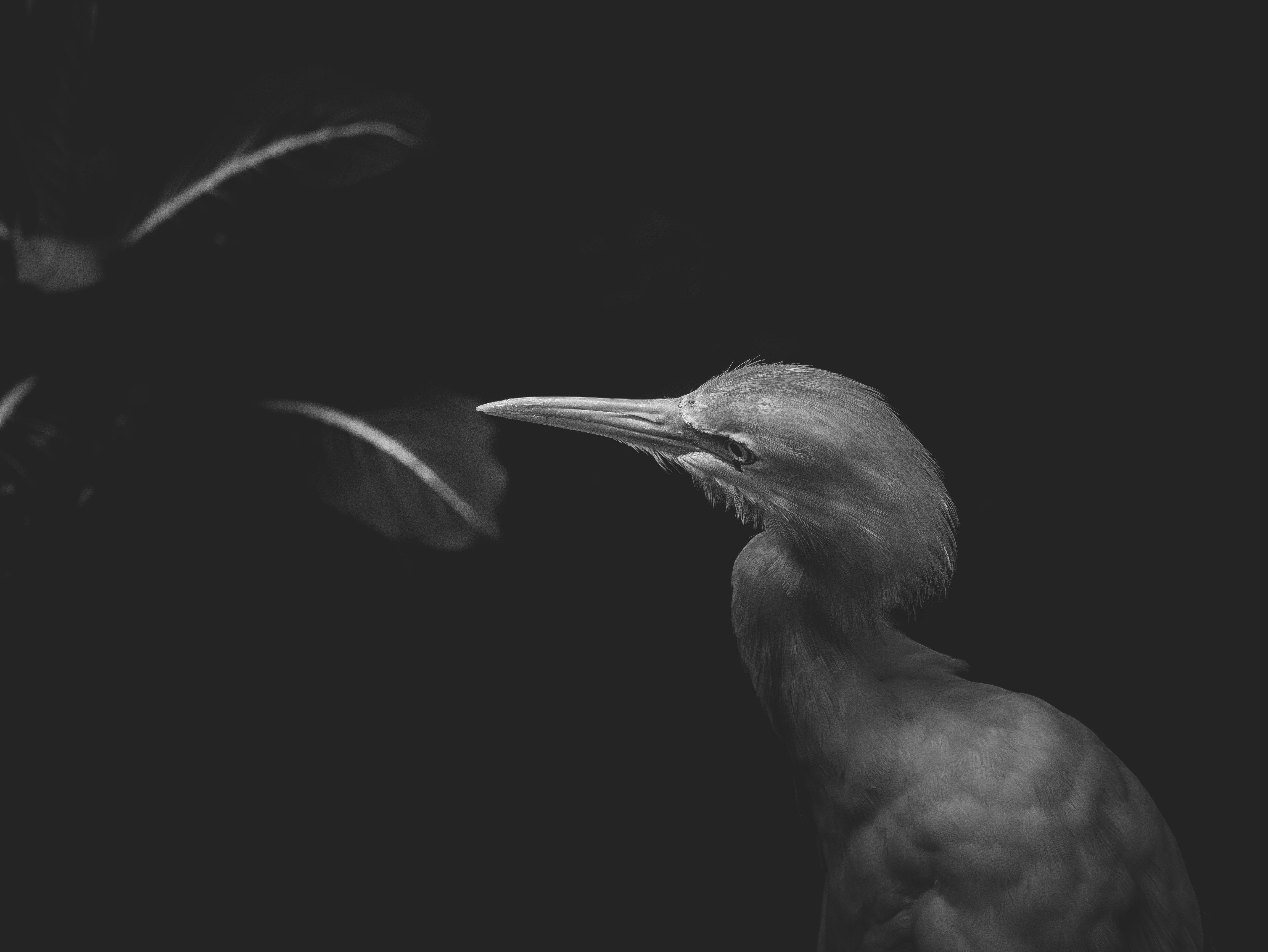 Nocturnal Sentinel: A Heron Pierces the Darkness