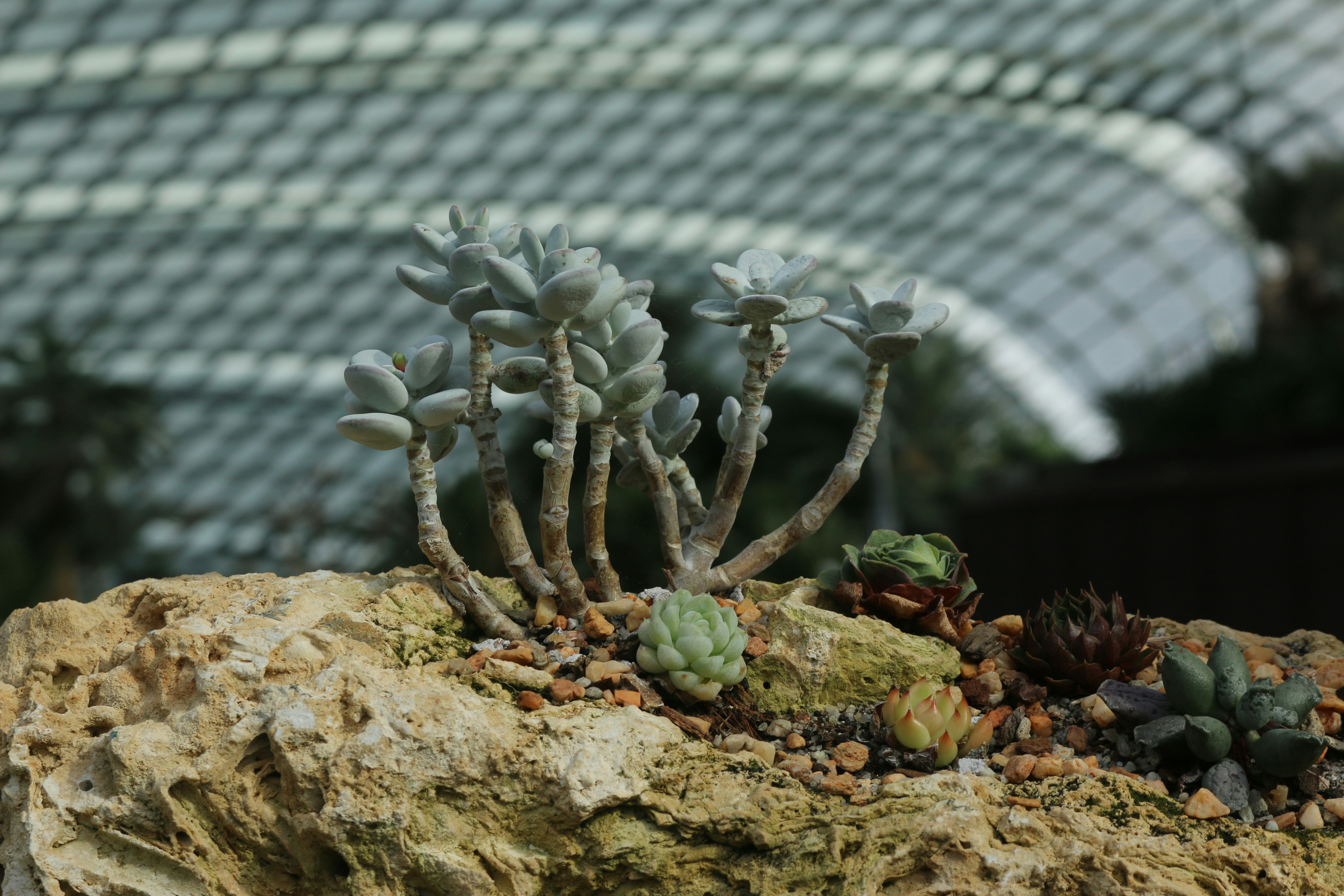 A cluster of succulents thriving on a rocky surface, set against a modern architectural backdrop. The composition highlights the contrast between nature and design.