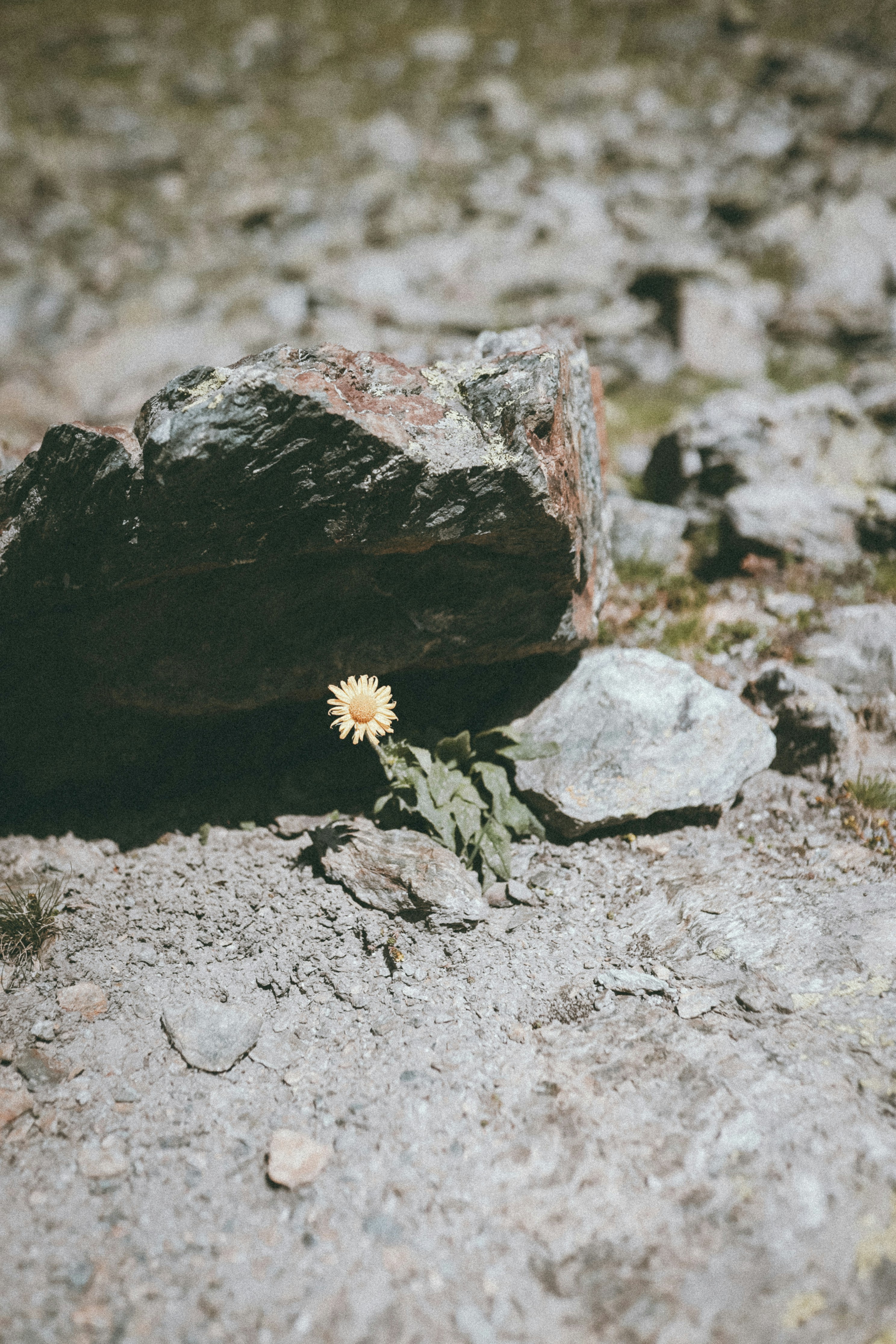 Lonely Flower Pictures | Download Free Images on Unsplash