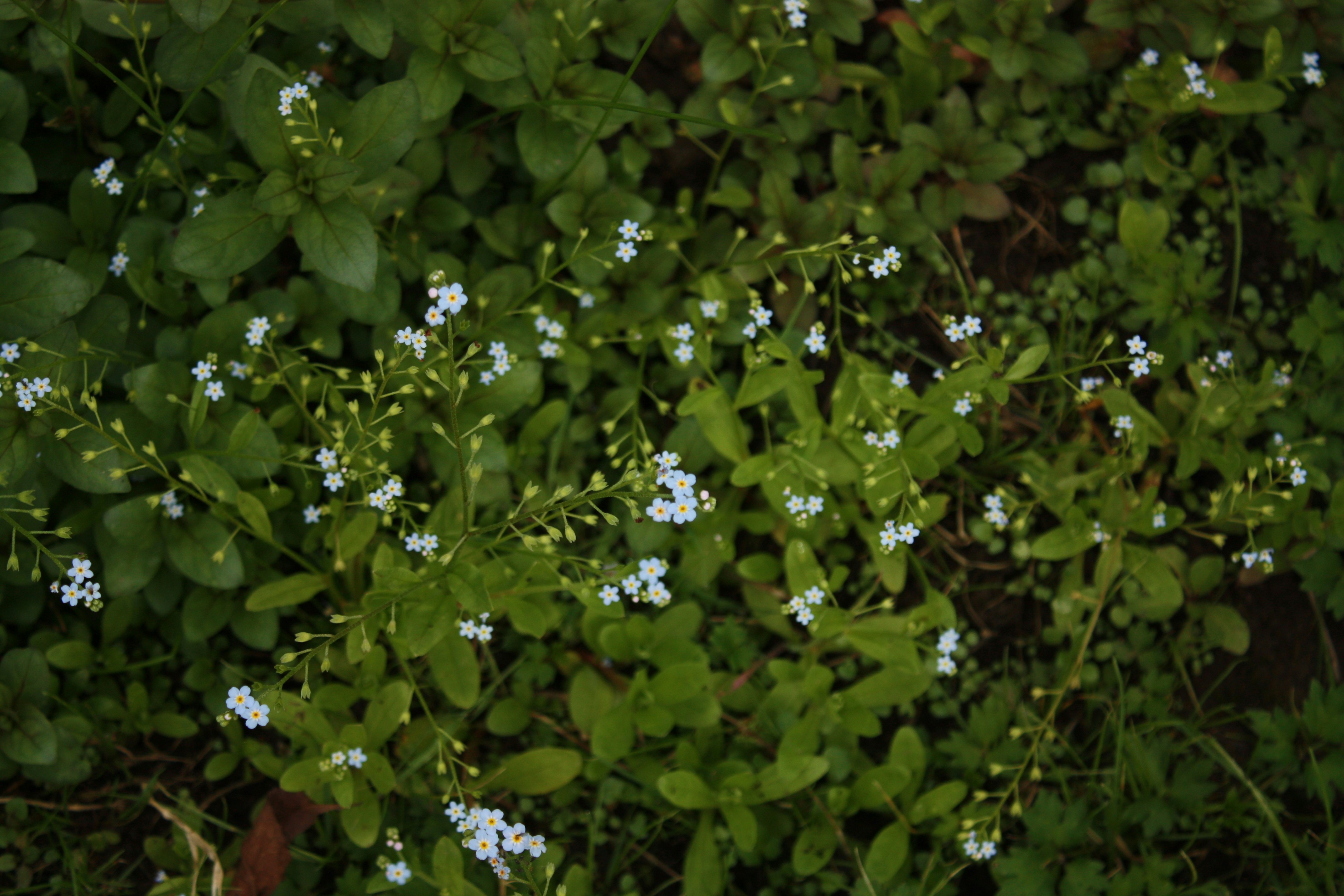 Delicate blue flowers interspersed among lush green foliage, creating a vibrant ground cover in a natural setting.