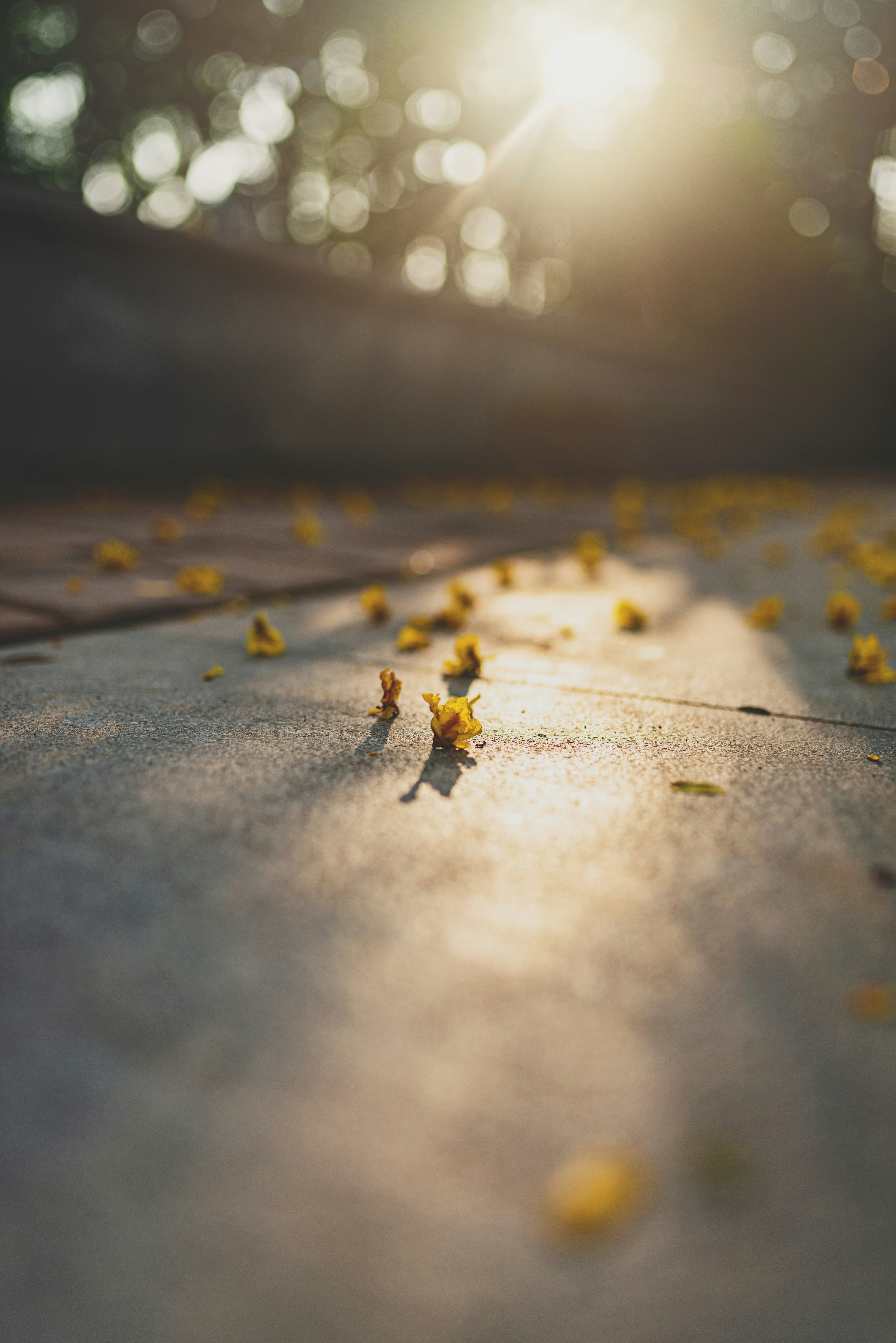 Scattered yellow petals on a sunlit pavement, creating a serene atmosphere. The warm light enhances the delicate textures of the petals.