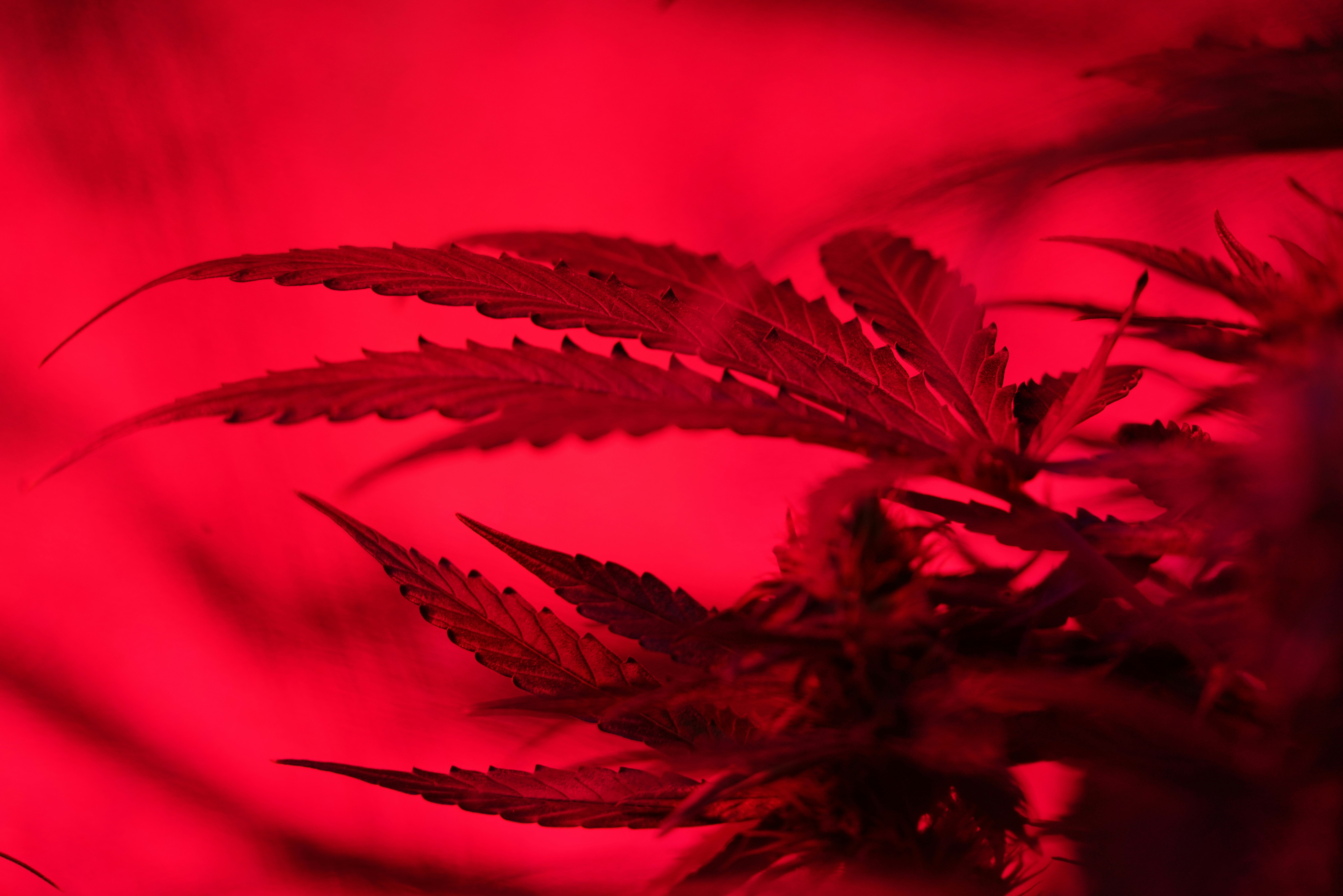 Close-up of cannabis leaves illuminated by a vibrant red light, showcasing intricate details and textures.