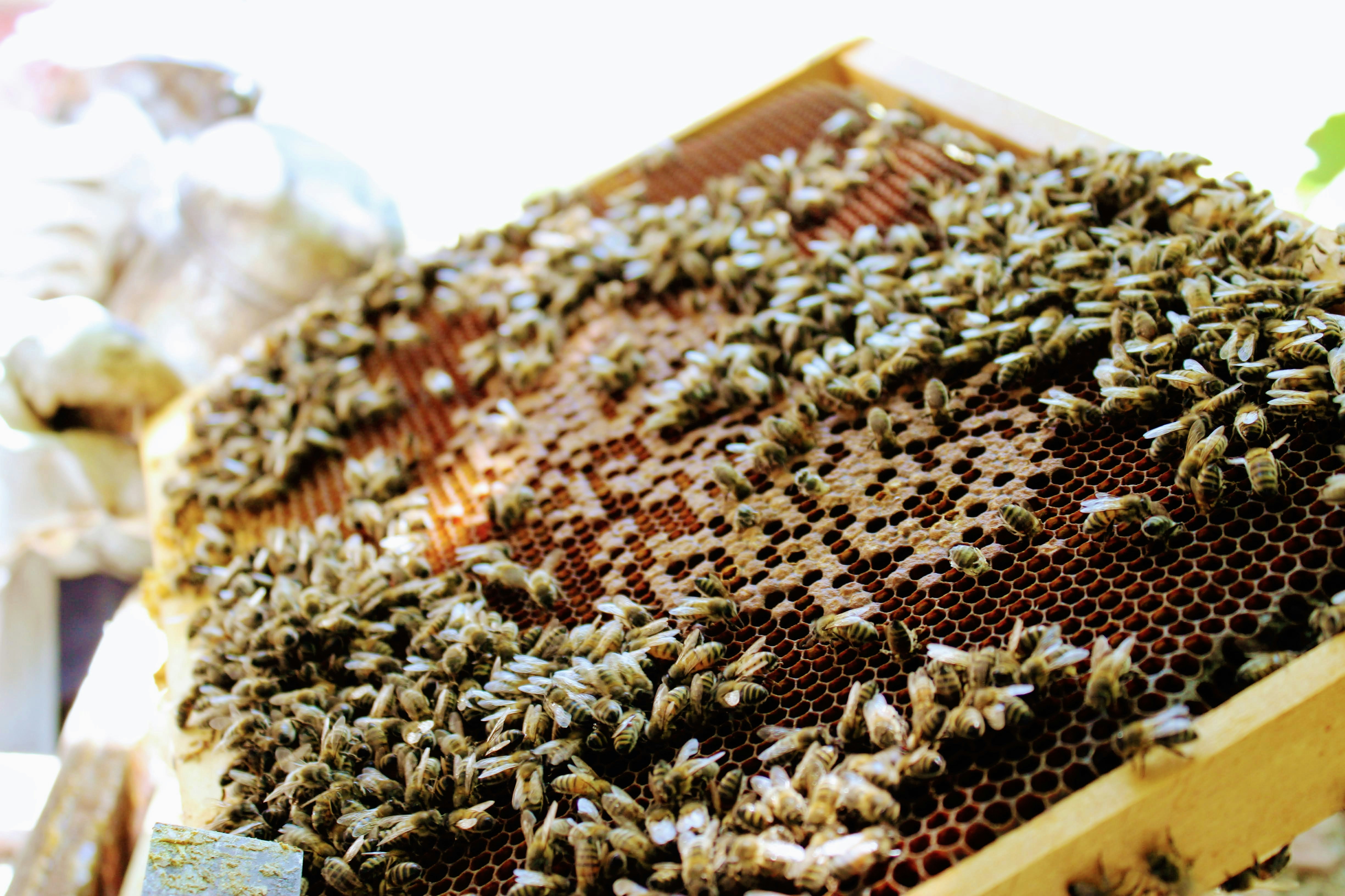 Définition de sarret | Dictionnaire français