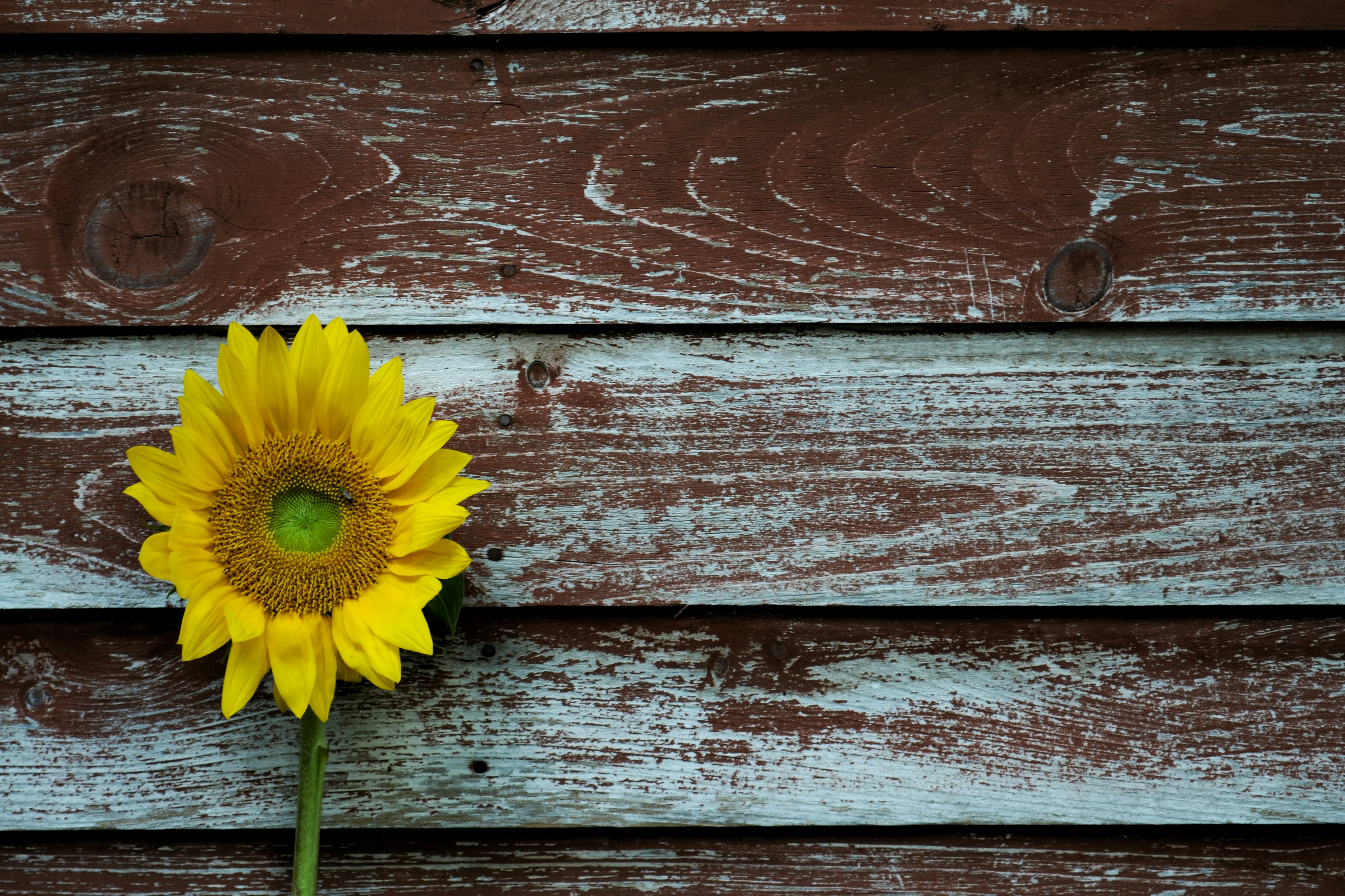 Sunflower at the edge: a lone bloom against weathered planks