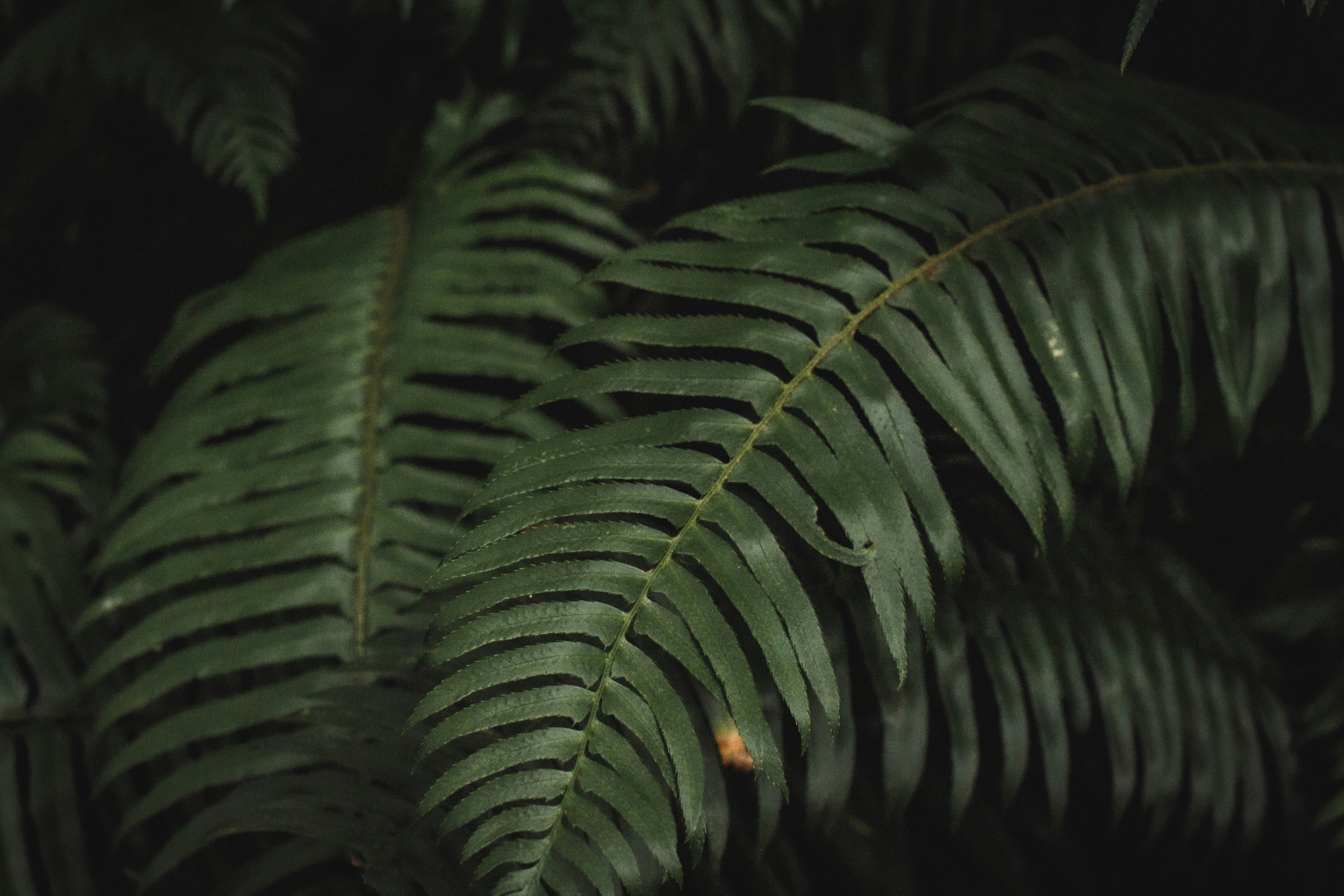 Lush green fern leaves overlapping in a dense, shadowy environment, showcasing intricate textures and patterns.