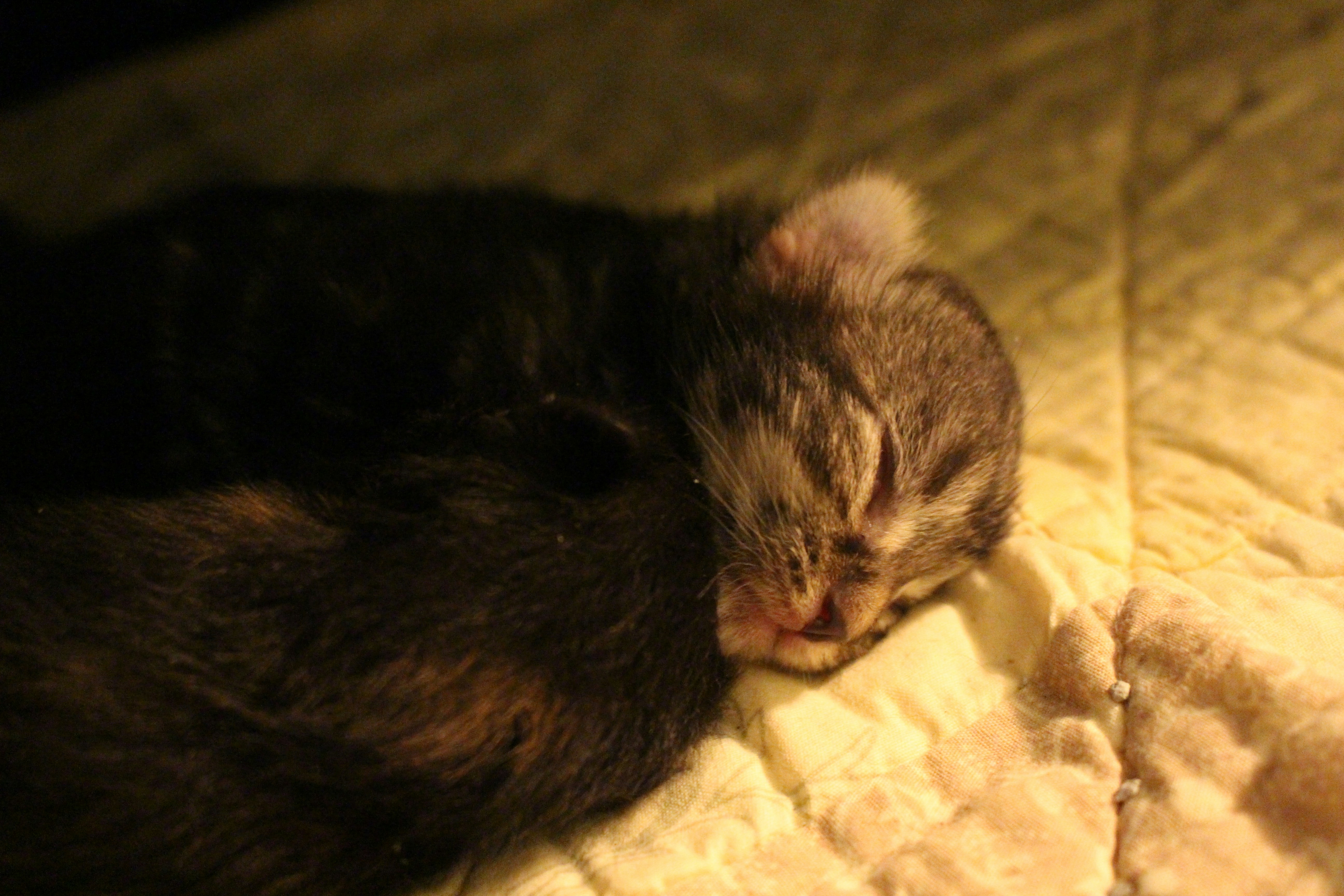 Warm Whiskers on a Quilt: a Sleepy Tabby in Amber Light
