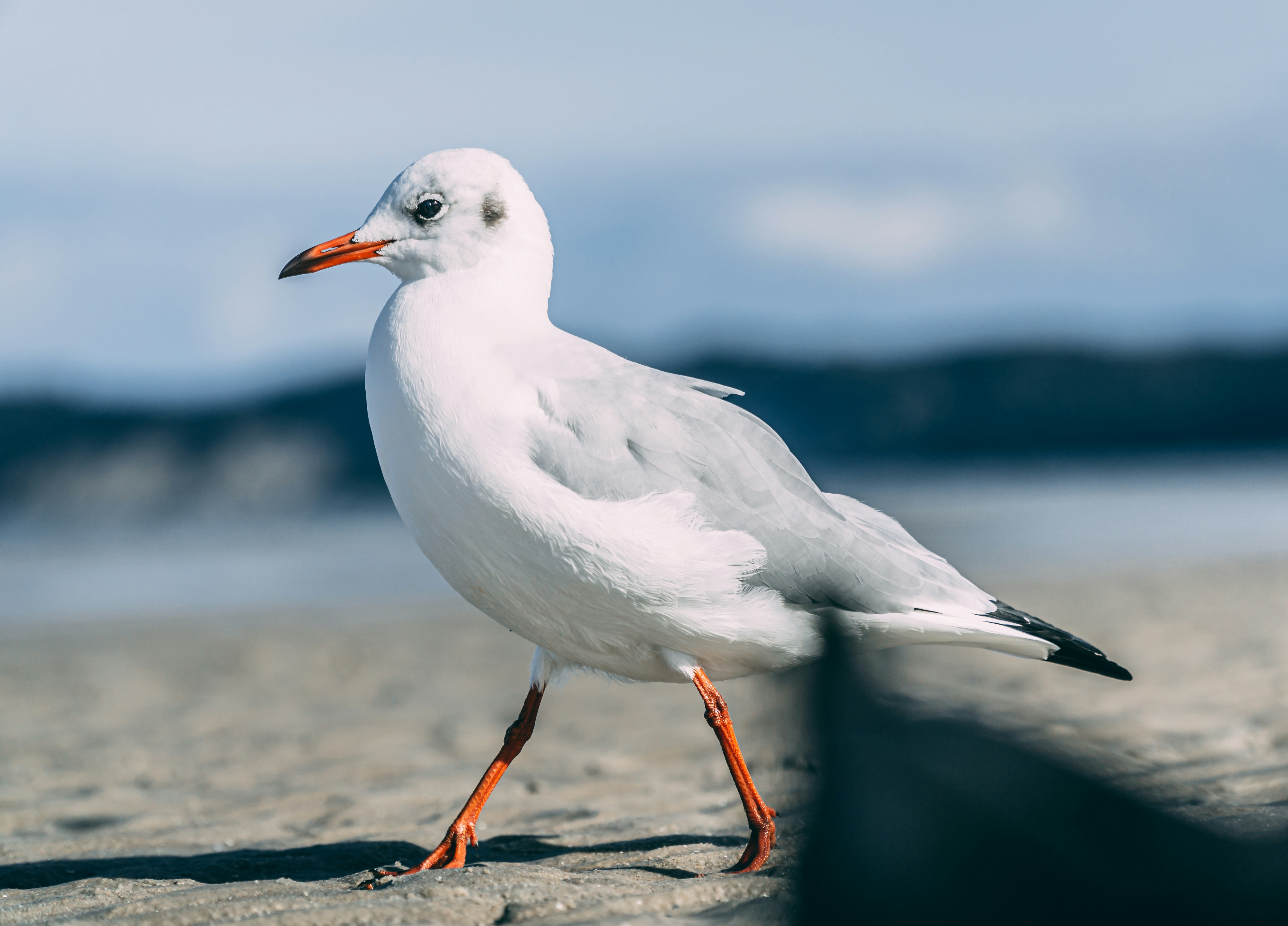 A seagull confidently walks along a sandy beach, showcasing its elegant plumage against a blurred coastal background.