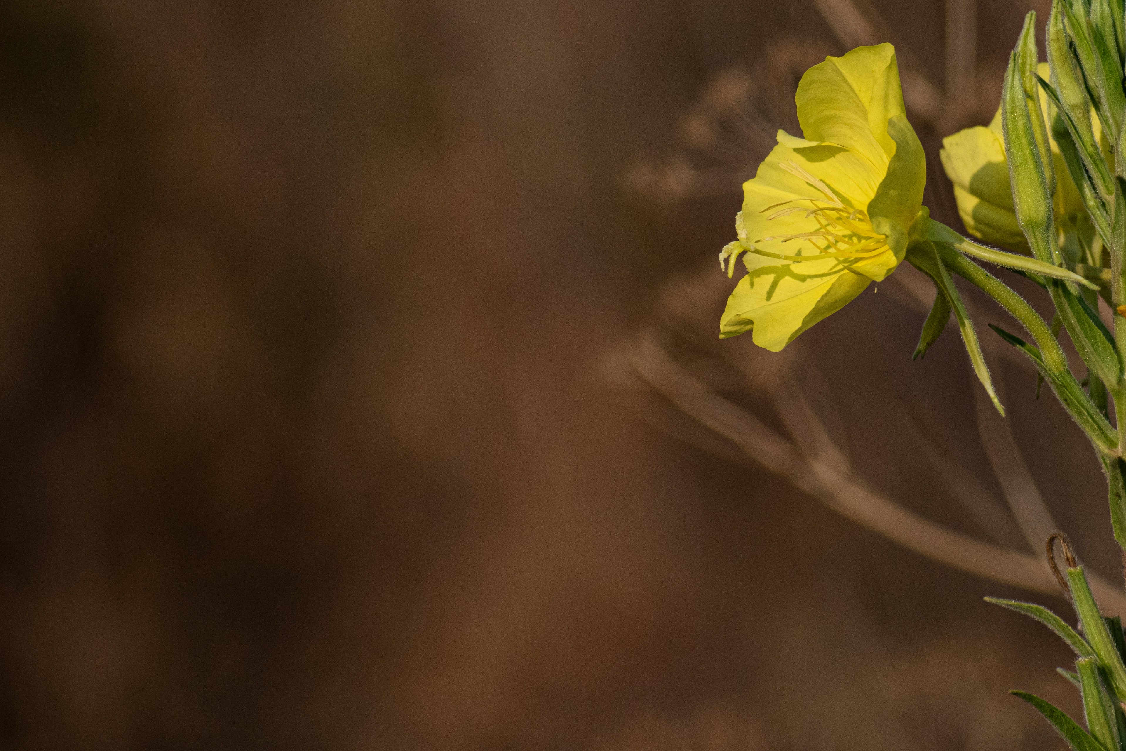 Yellow Bloom on a Brown Field