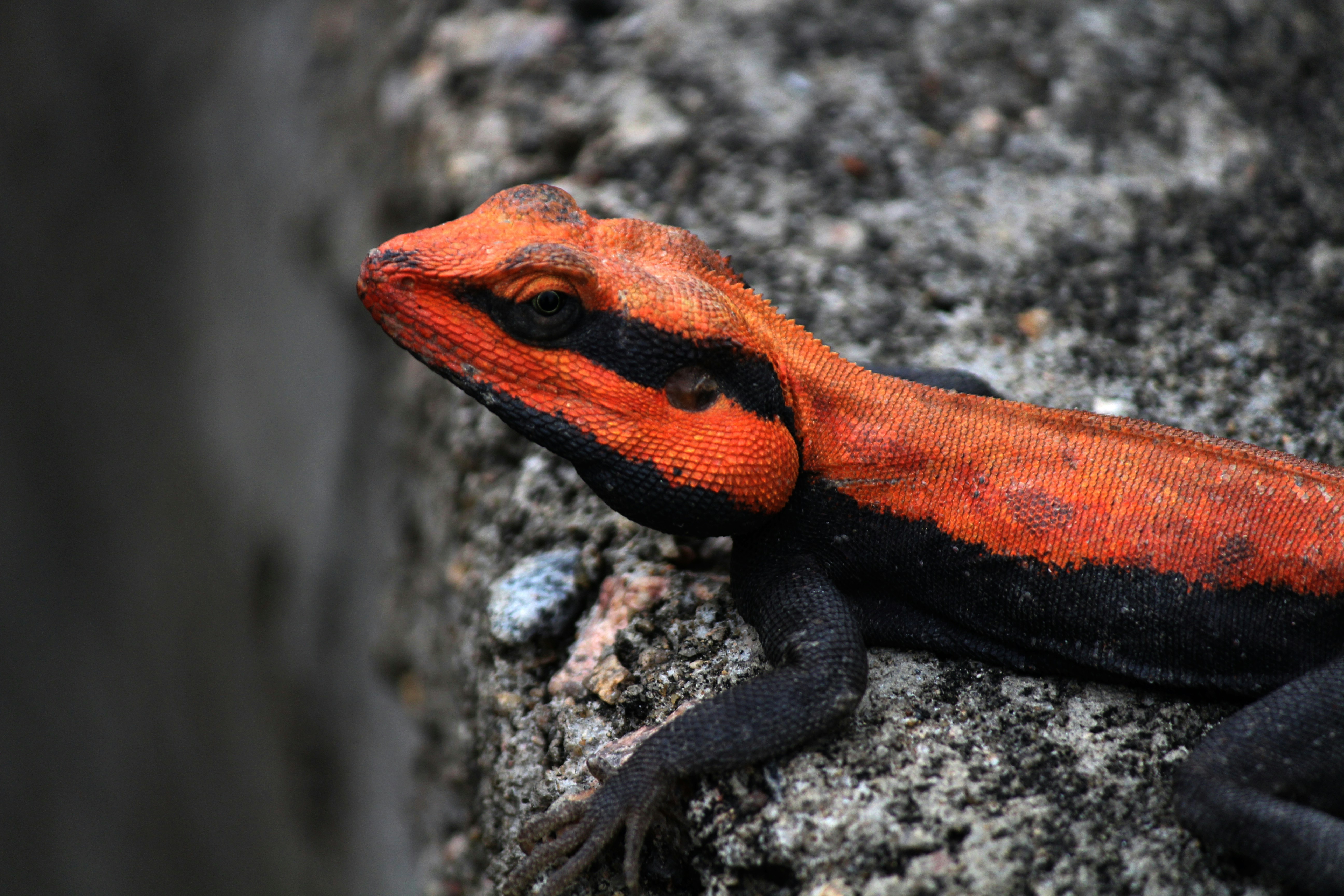 Orange and black lizard on gray rock photo – Free Lizard Image on Unsplash