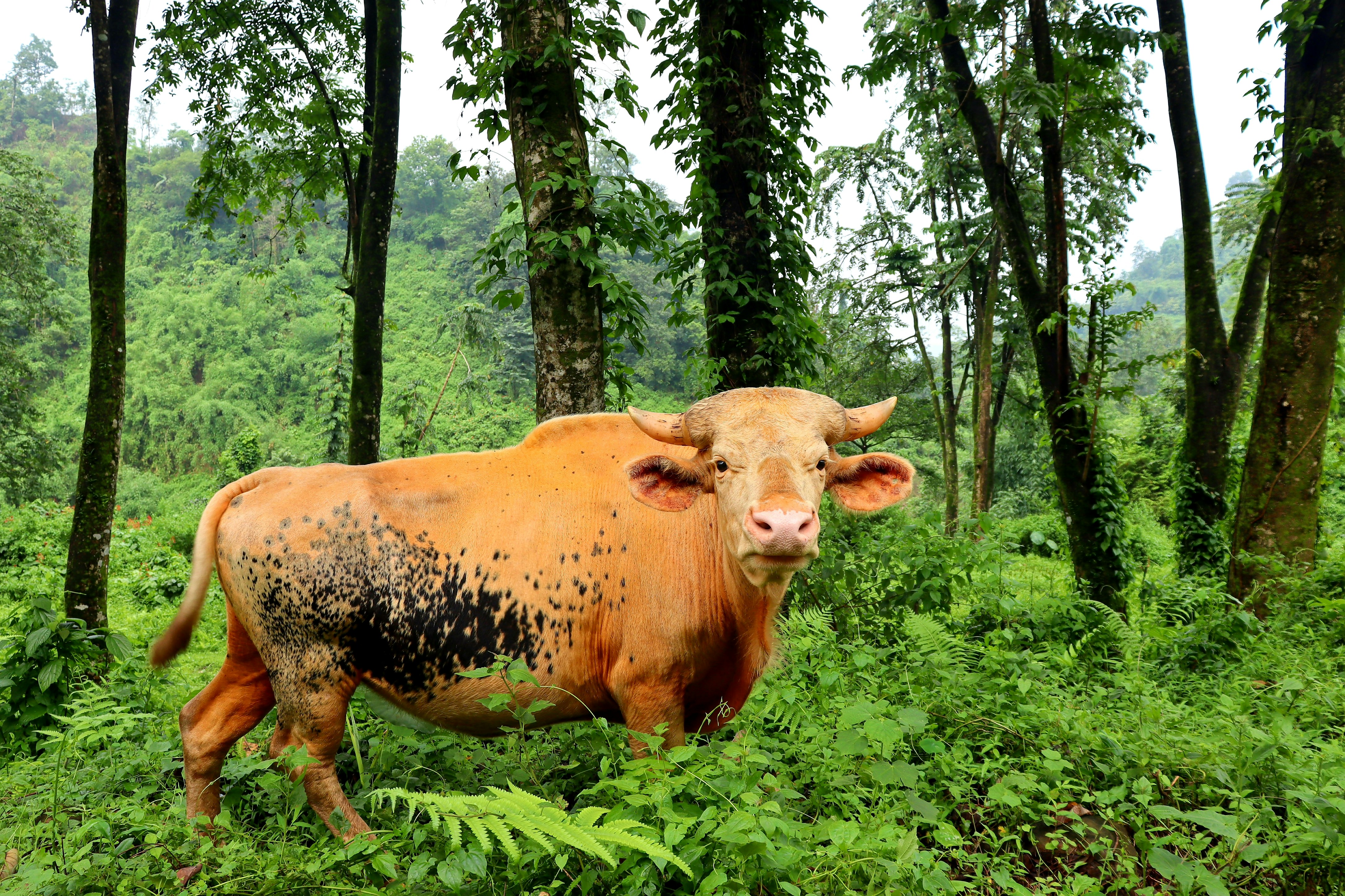 A vibrant orange cow stands amidst lush greenery, surrounded by tall trees in a serene forest setting.