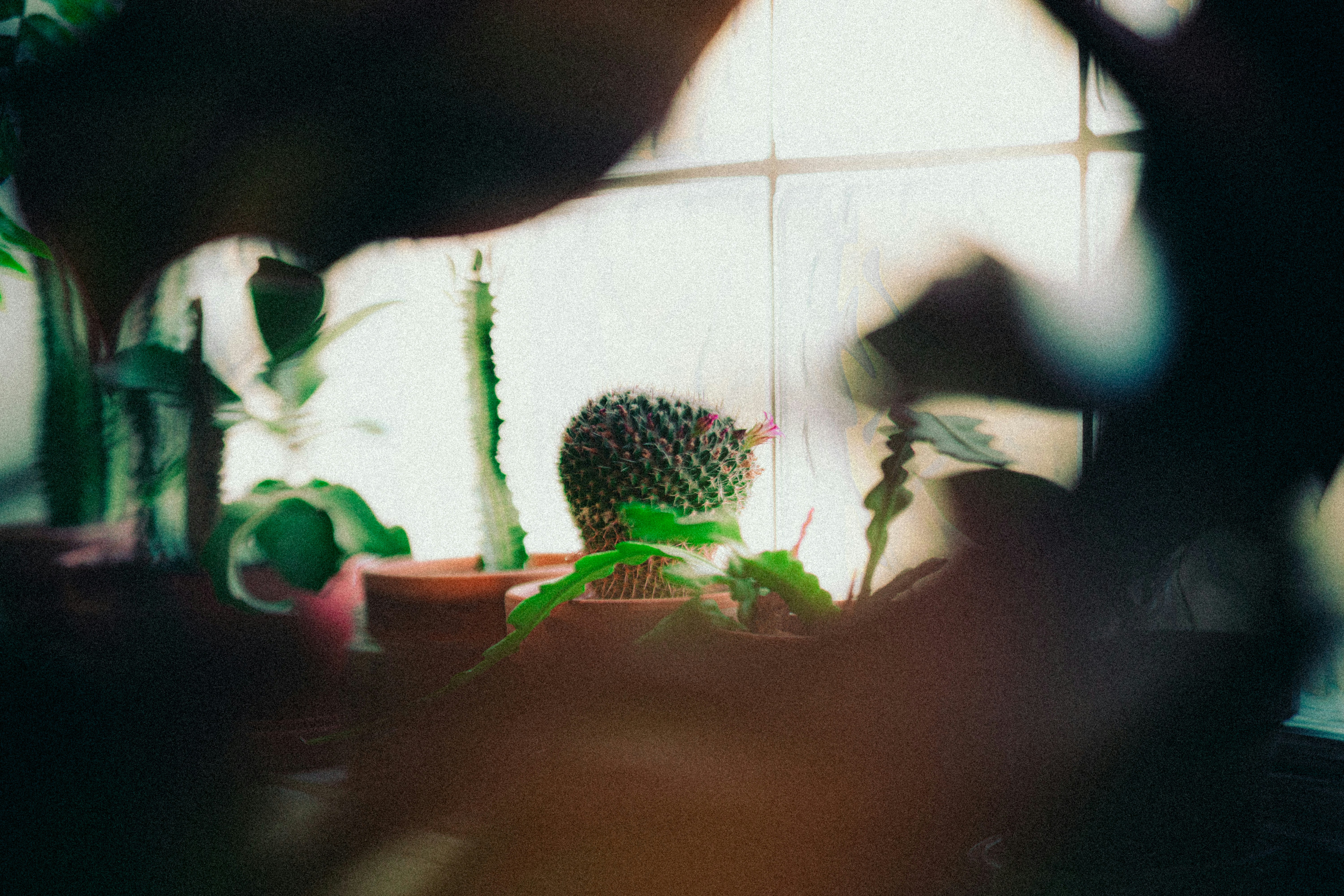 Cactus nestled among various houseplants, framed by the soft silhouettes of leaves. Sunlight filters through a window, creating a tranquil indoor atmosphere.