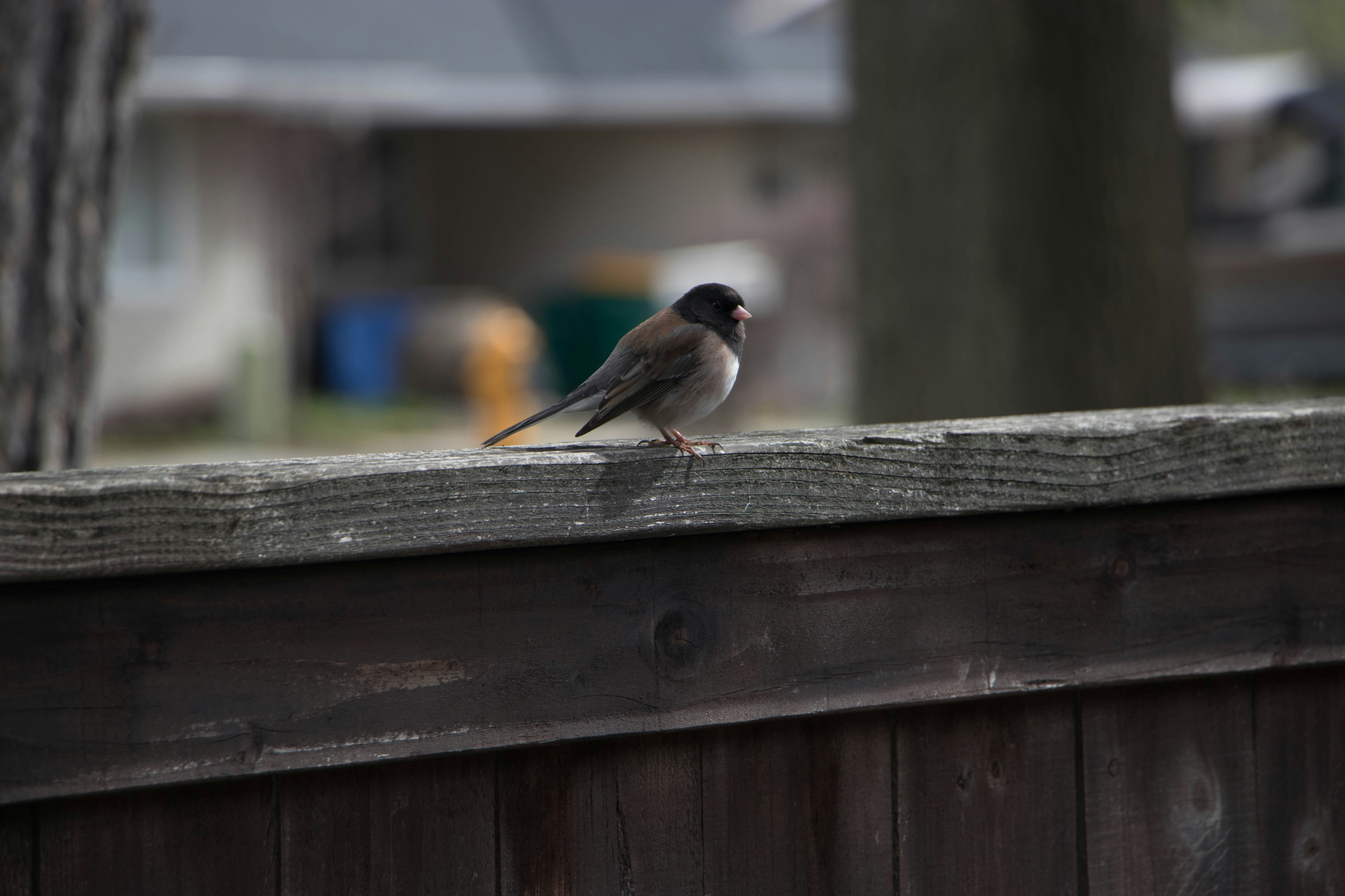 Silent Sentinel on a Weathered Fence