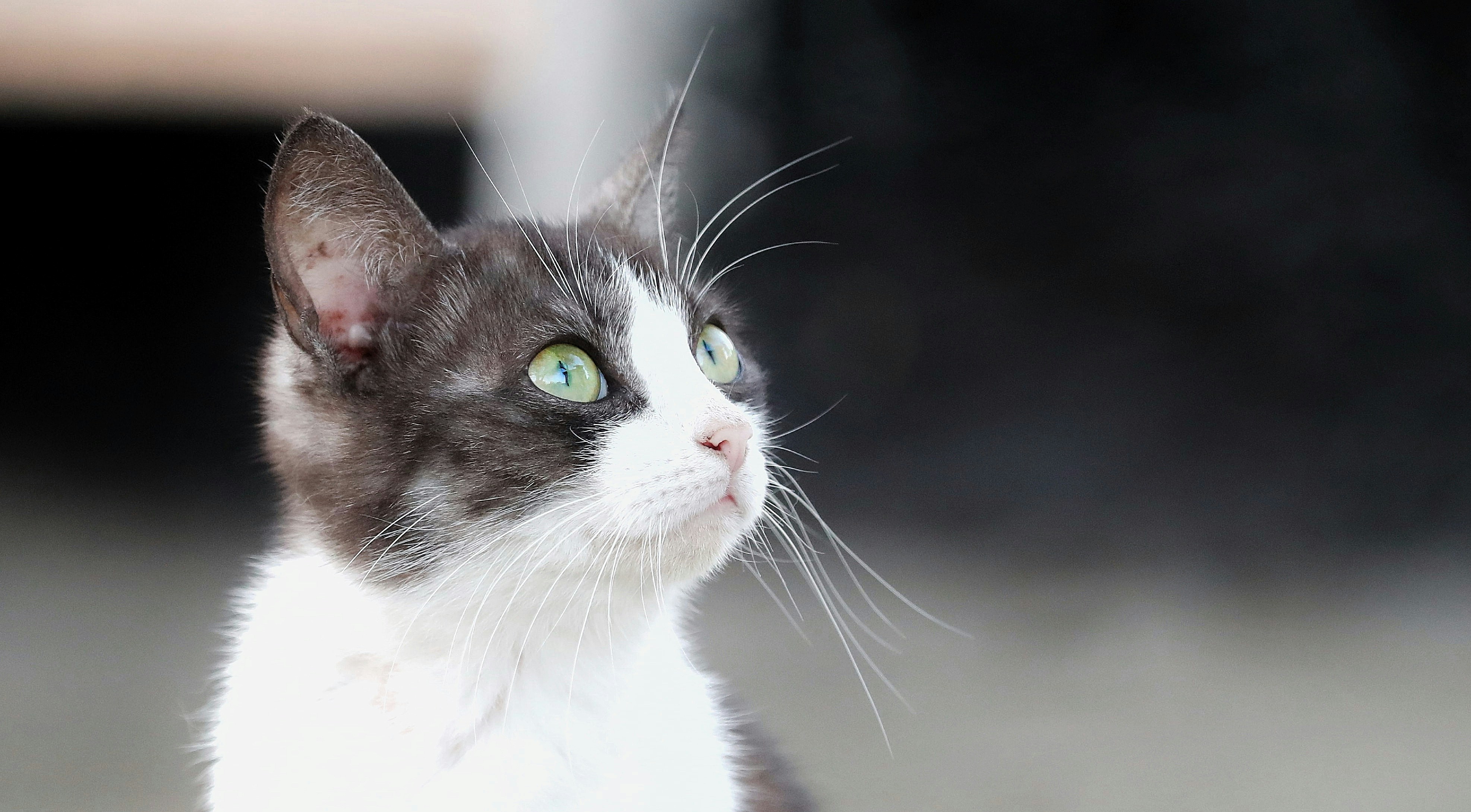 A close-up of a curious cat with striking green eyes, gazing thoughtfully into the distance. The soft focus background enhances the subject's detail.