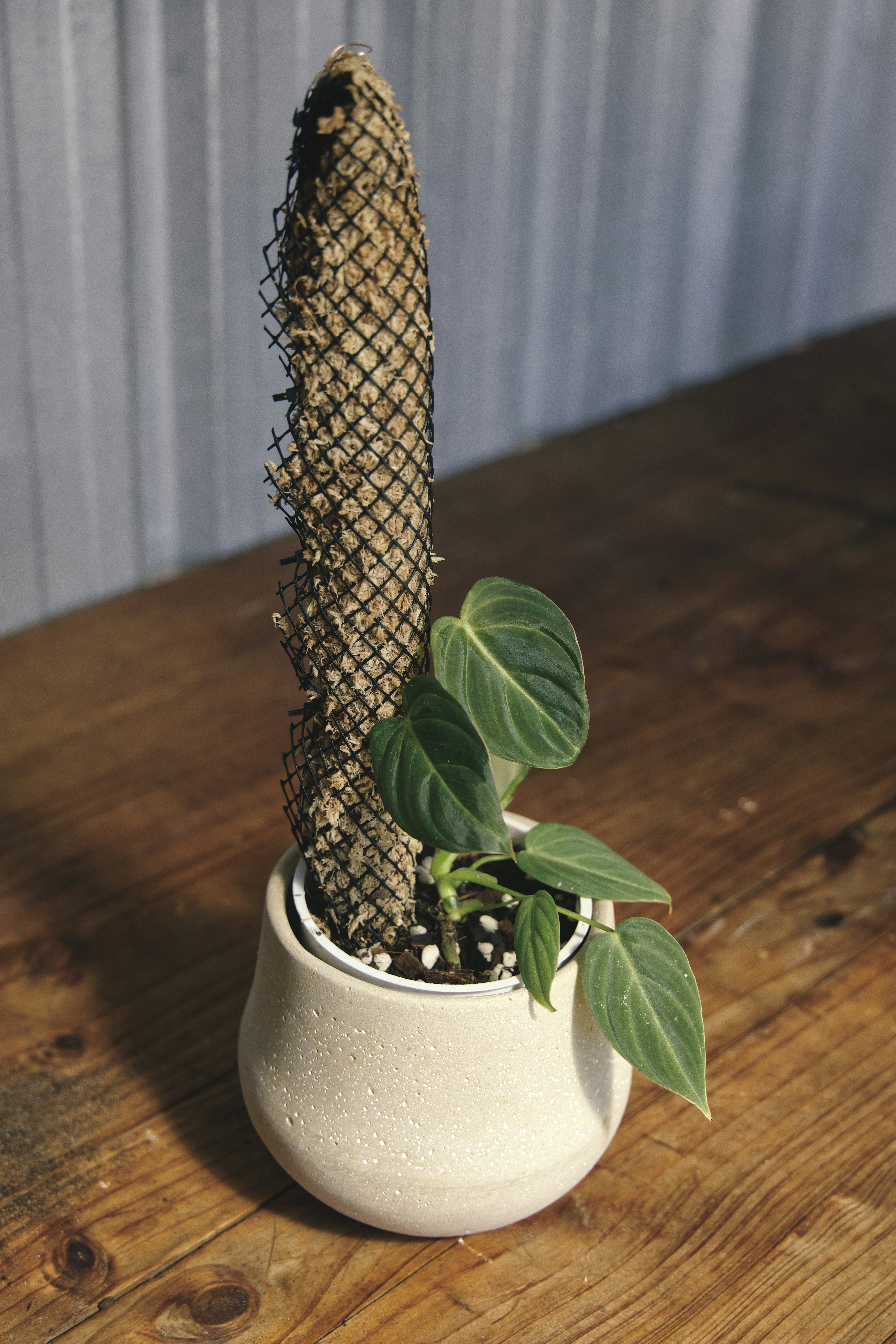 Lattice-Covered Cactus in a Rustic Pot
