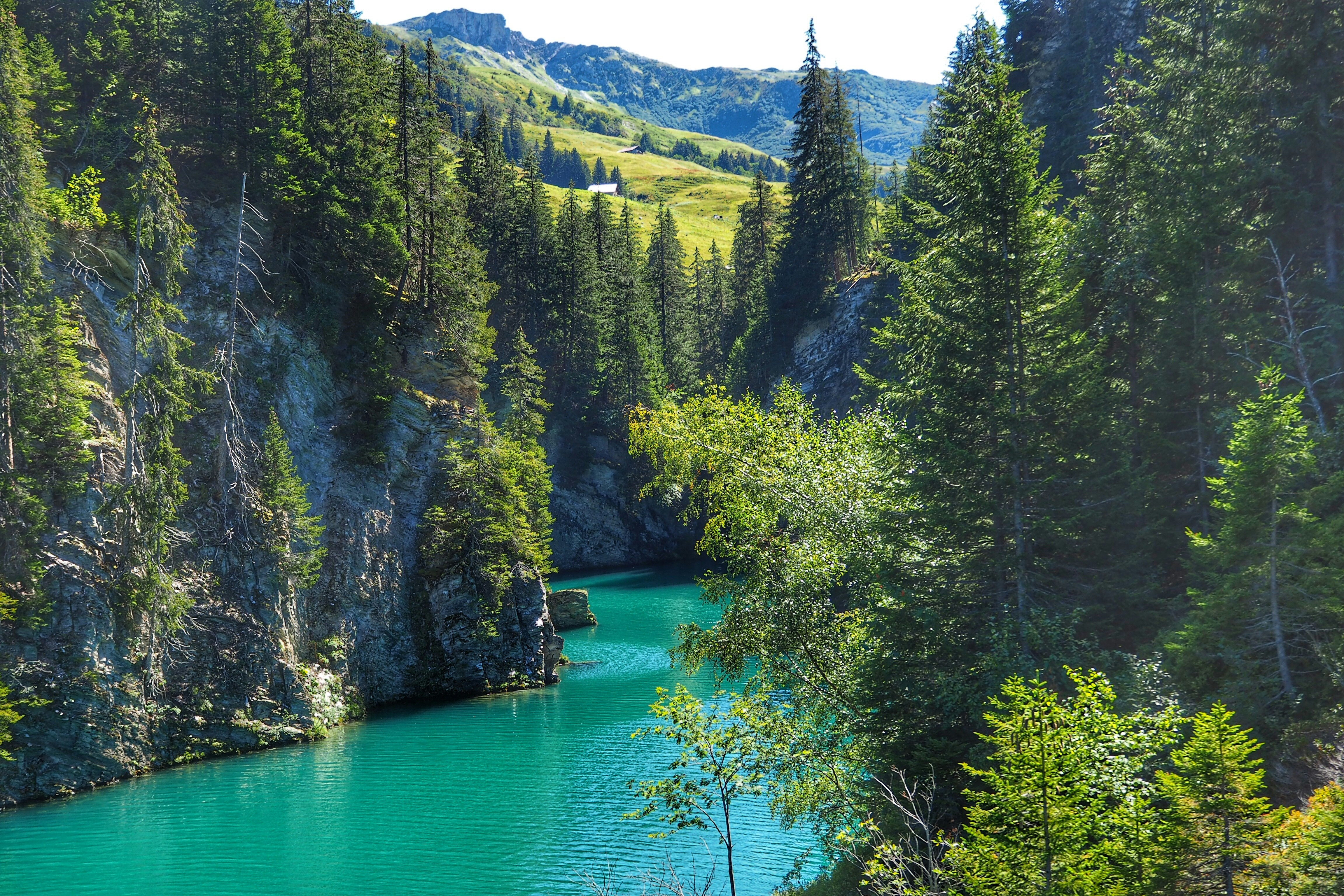Green lake surrounded by green trees during daytime photo – Free ...