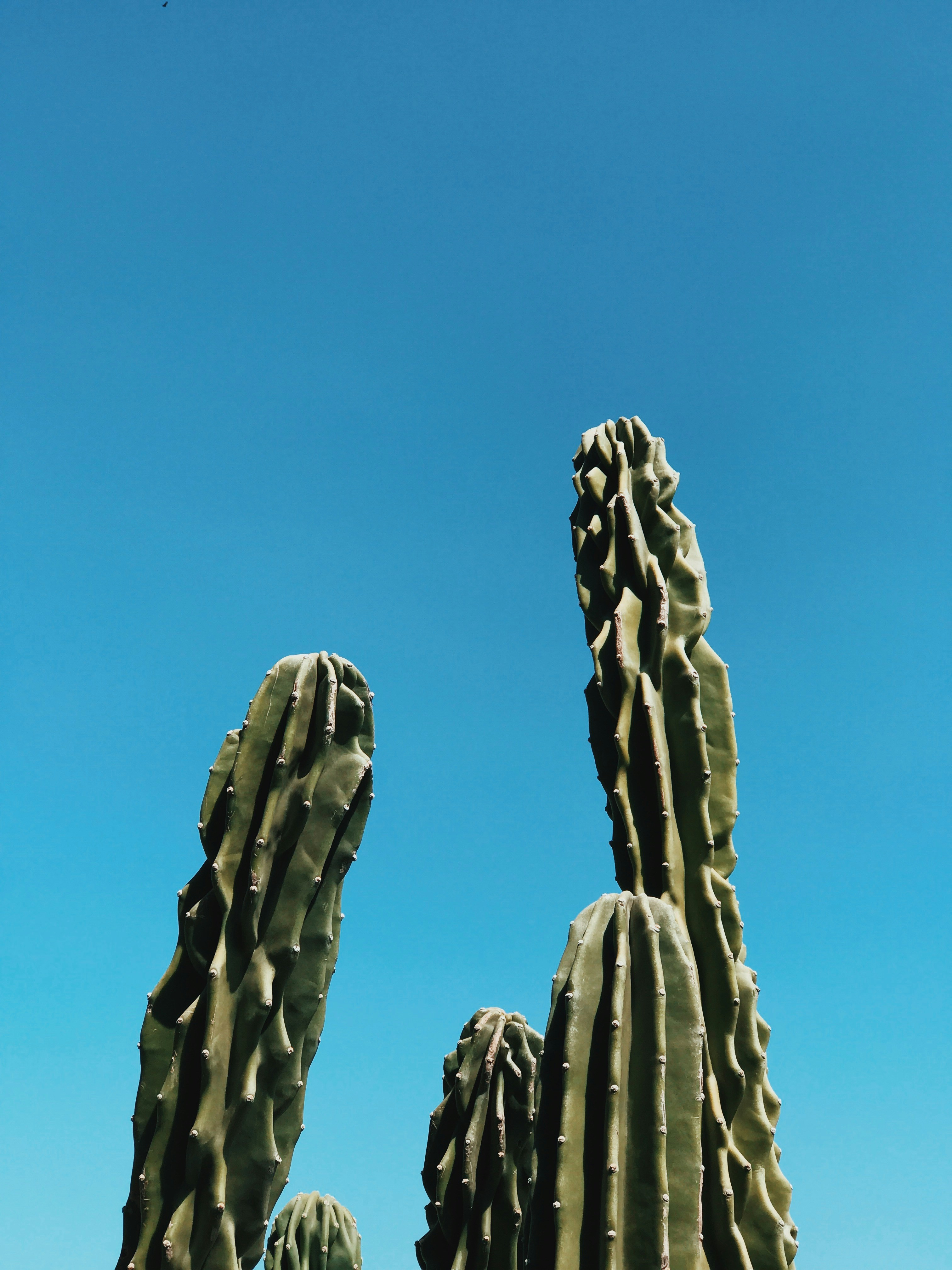 Gray cactus under blue sky during daytime photo – Free Blue Image on ...