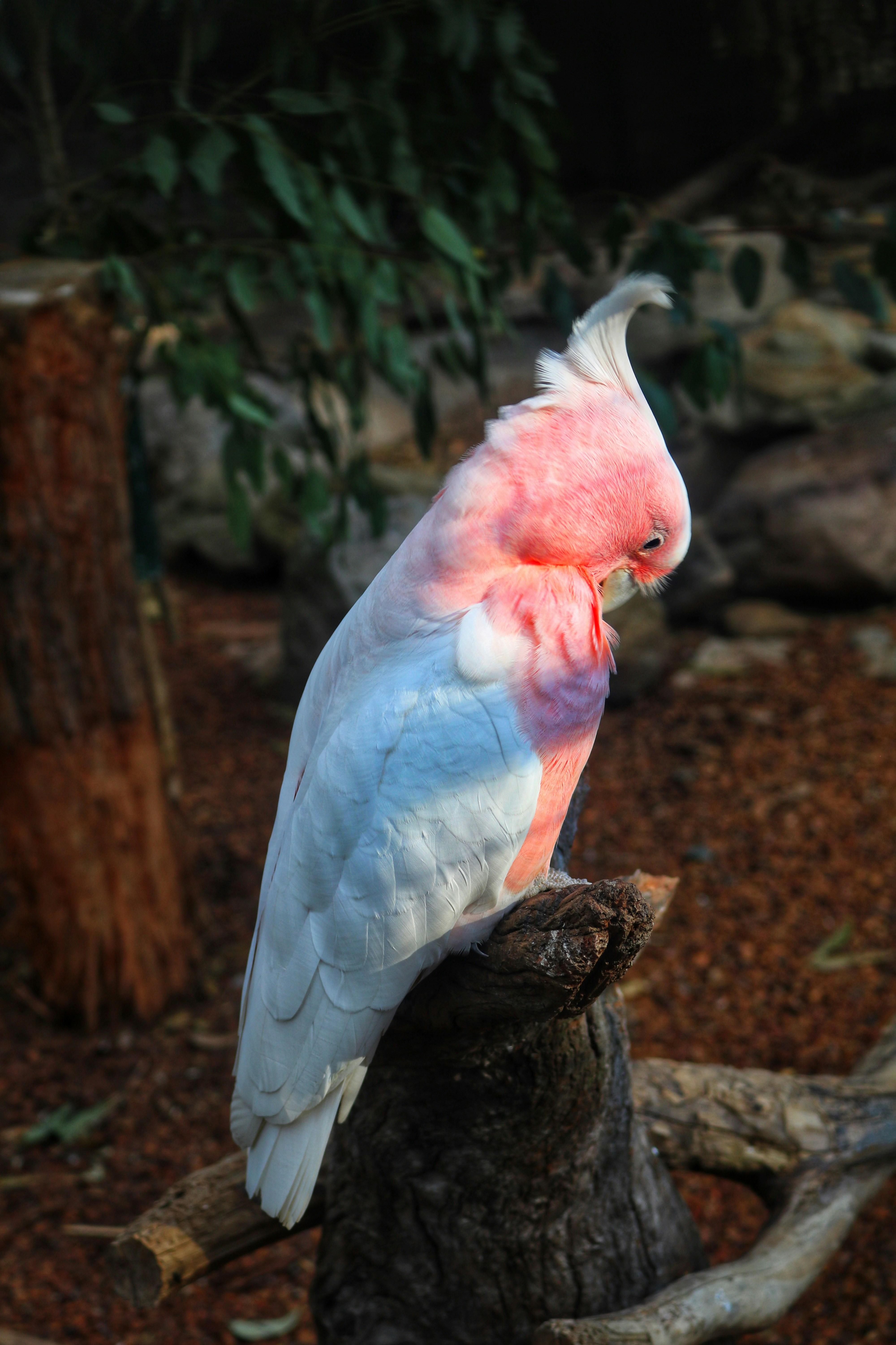 The Pink Crest on a Perched Stump