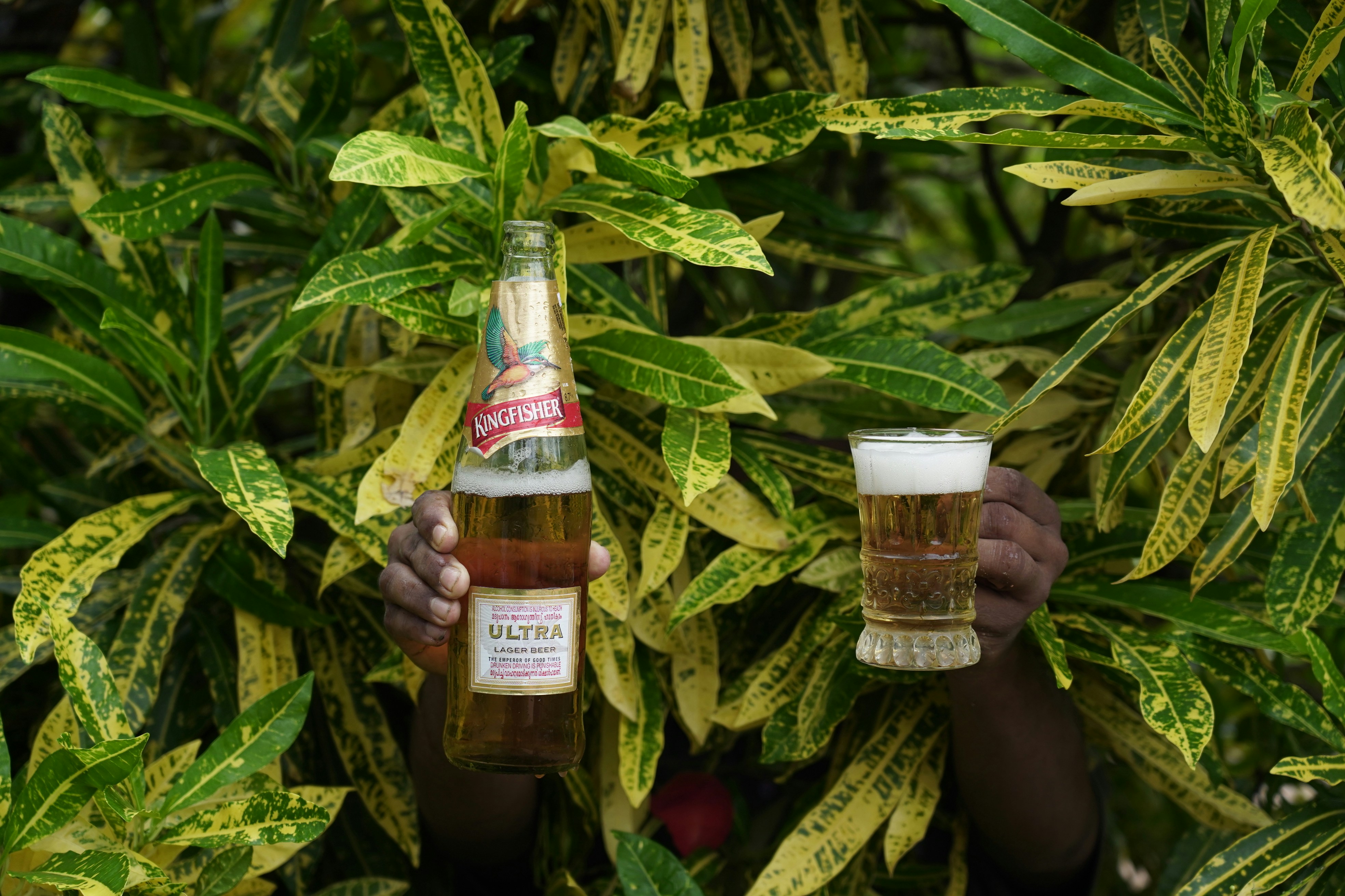 Verdant Toast: A Bottle and Glass Raised Among Variegated Foliage