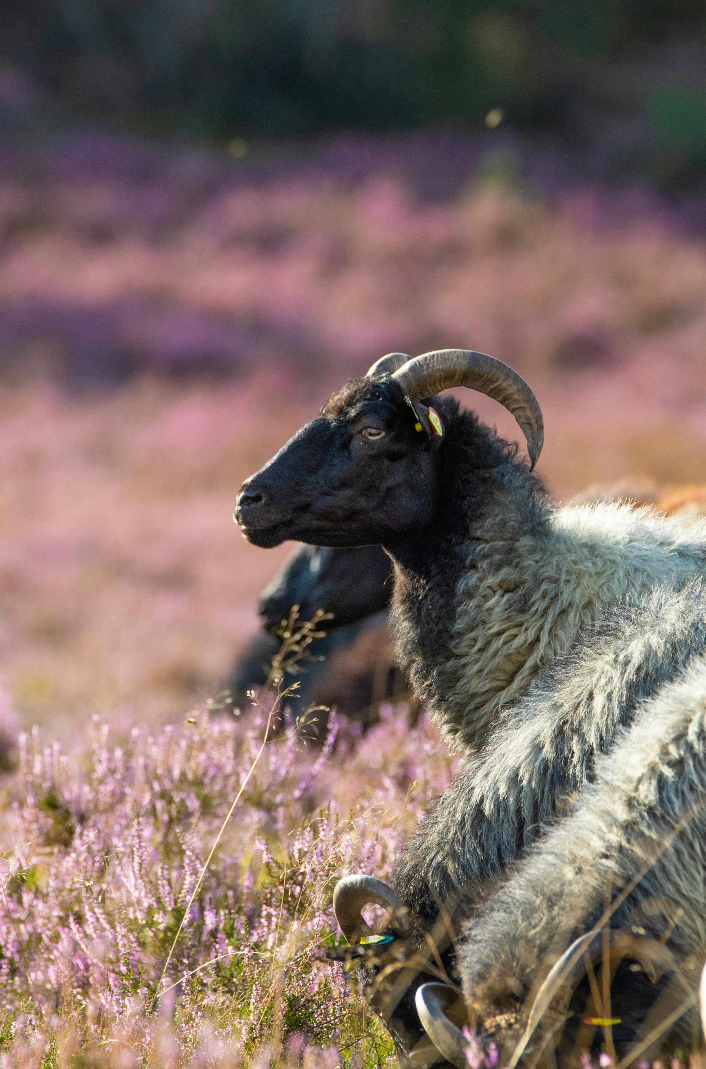 A ram rests amidst a vibrant field of blooming heather, showcasing its distinctive horns and calm demeanor.
