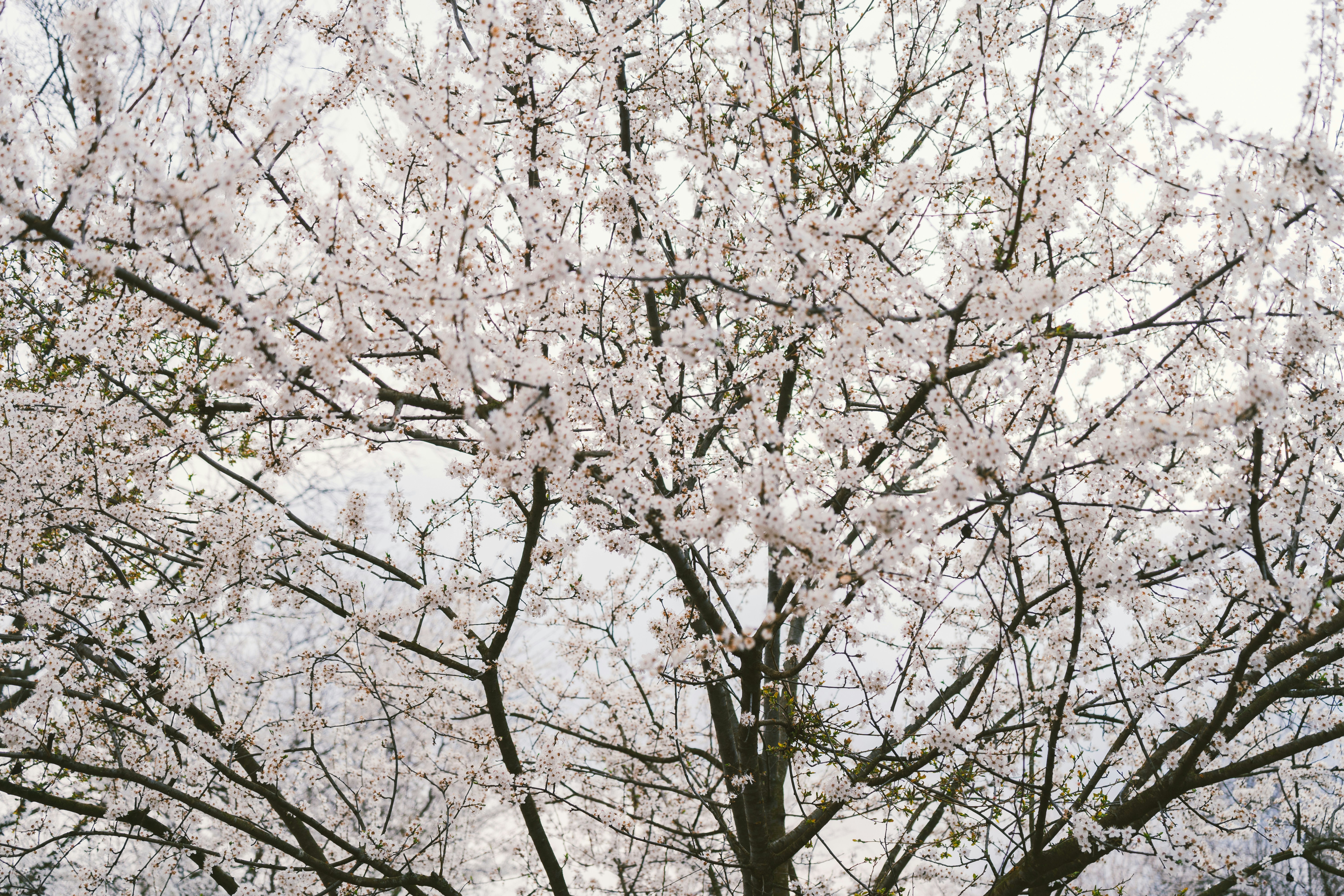 A large white tree with lots of white flowers photo – Free Bradić Image ...