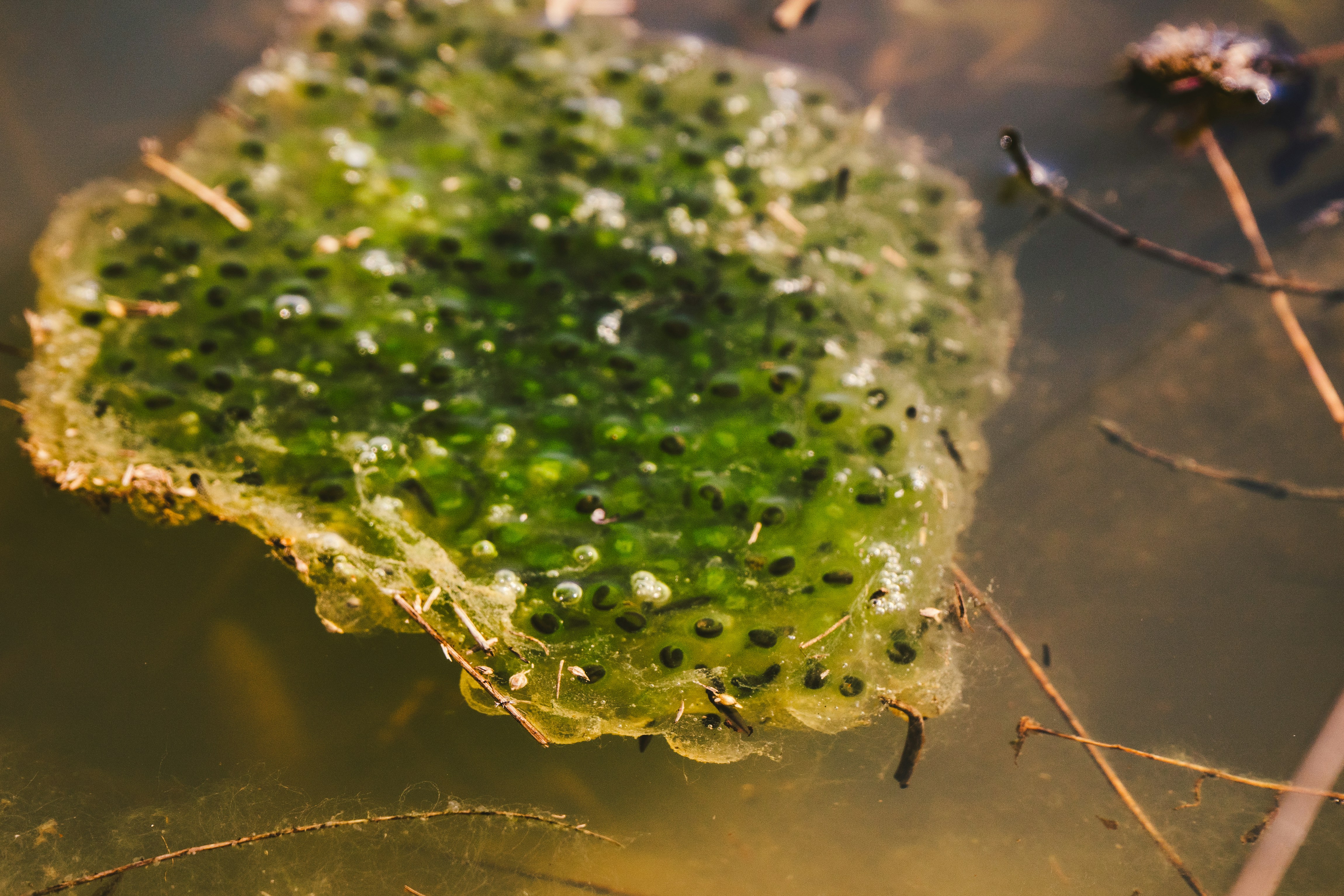 Green Floating Lichen-Leaf: A Quiet Moment on Murky Water