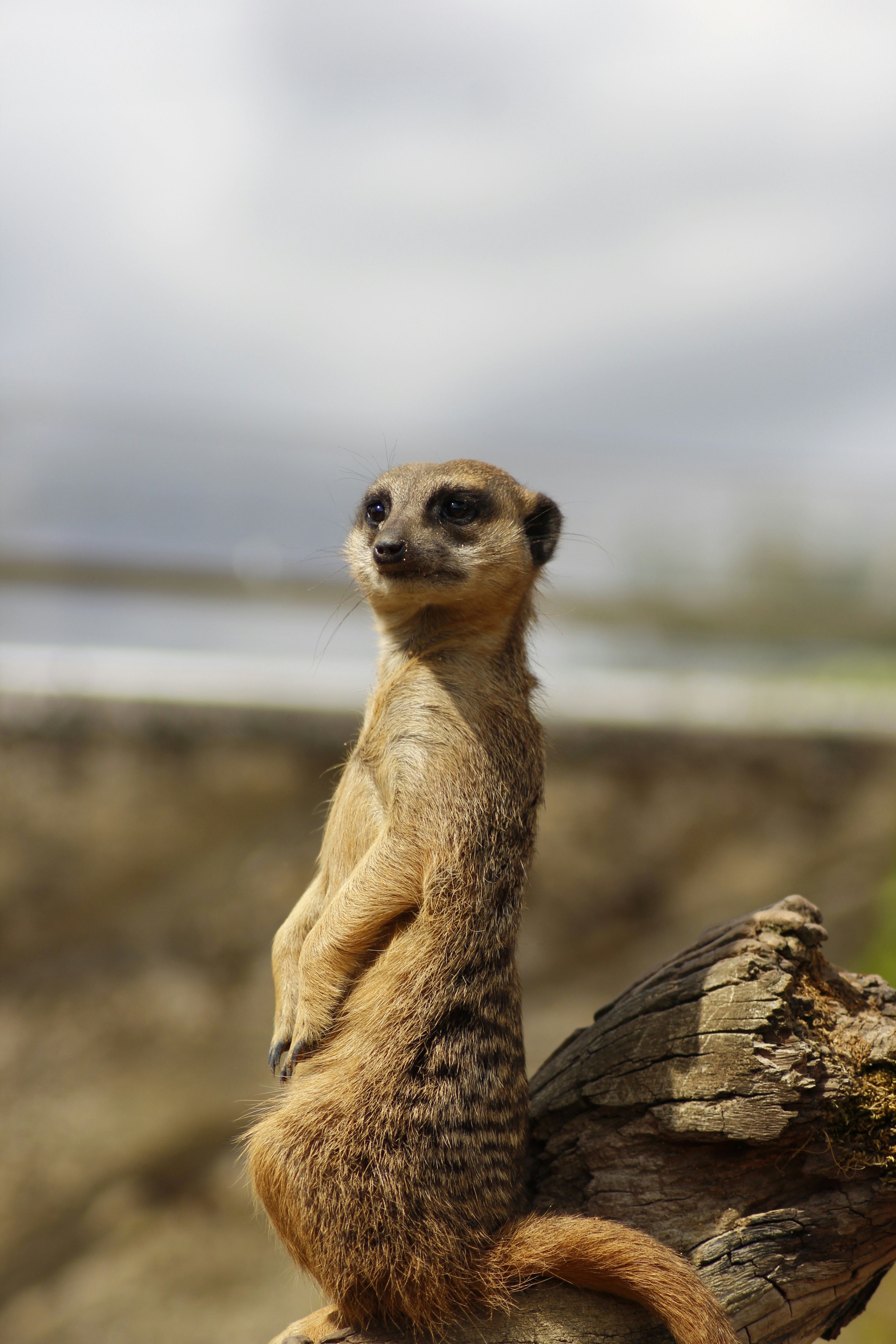30k+ Meerkat Pictures | Download Free Images on Unsplash