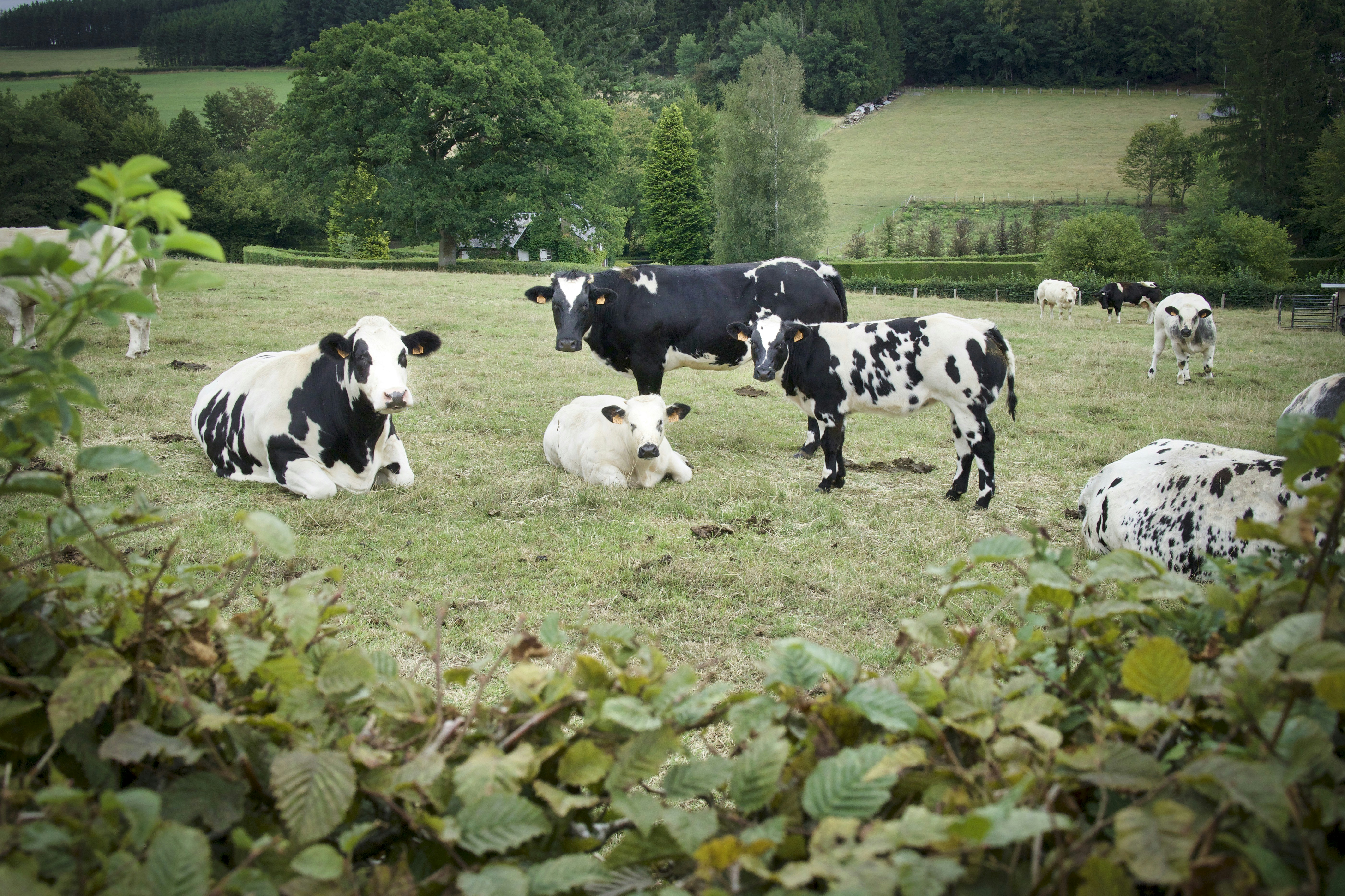Serene Pastures: A Day in the Life of Dairy Cows