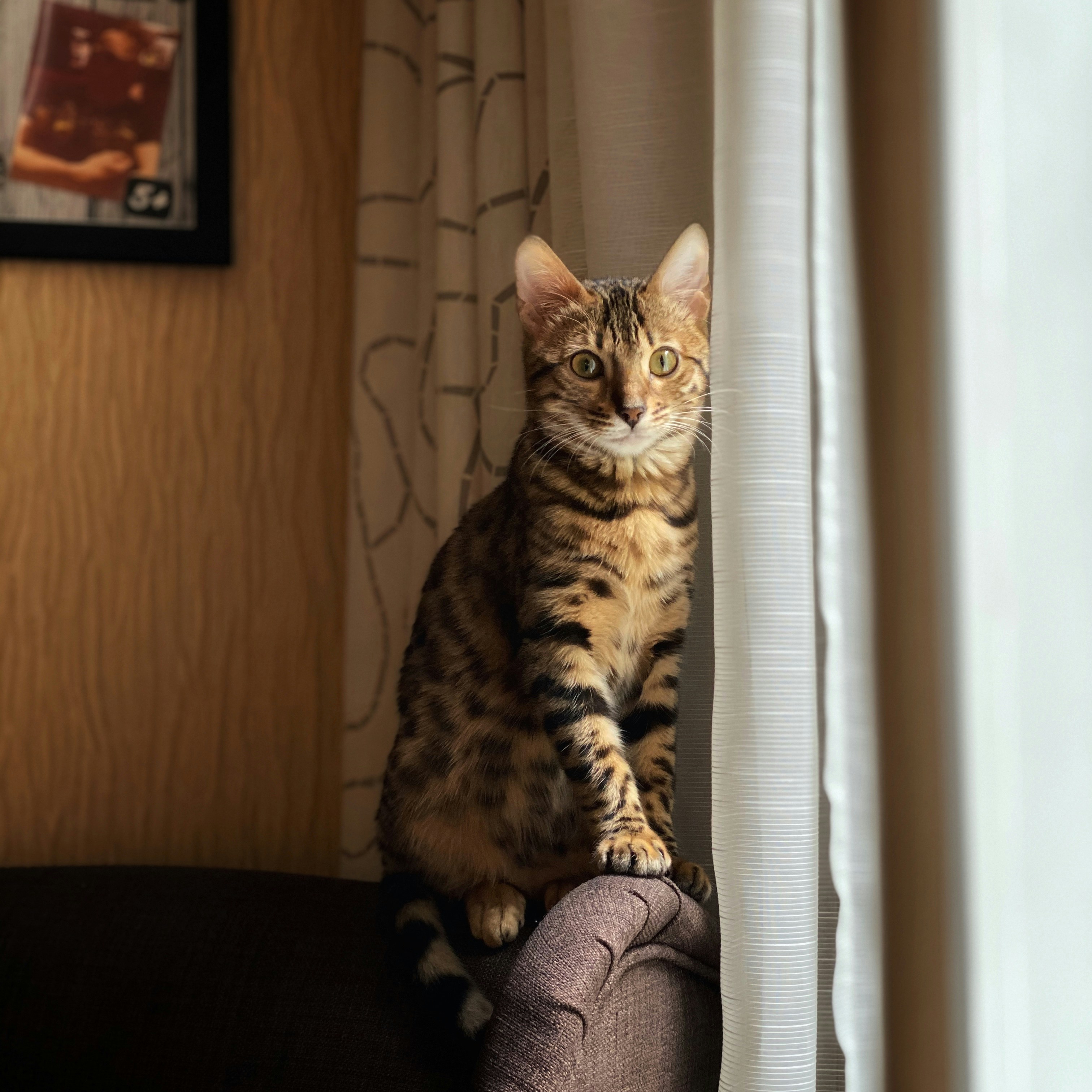 Sunlit Gaze: Tabby Perched at the Couch Edge