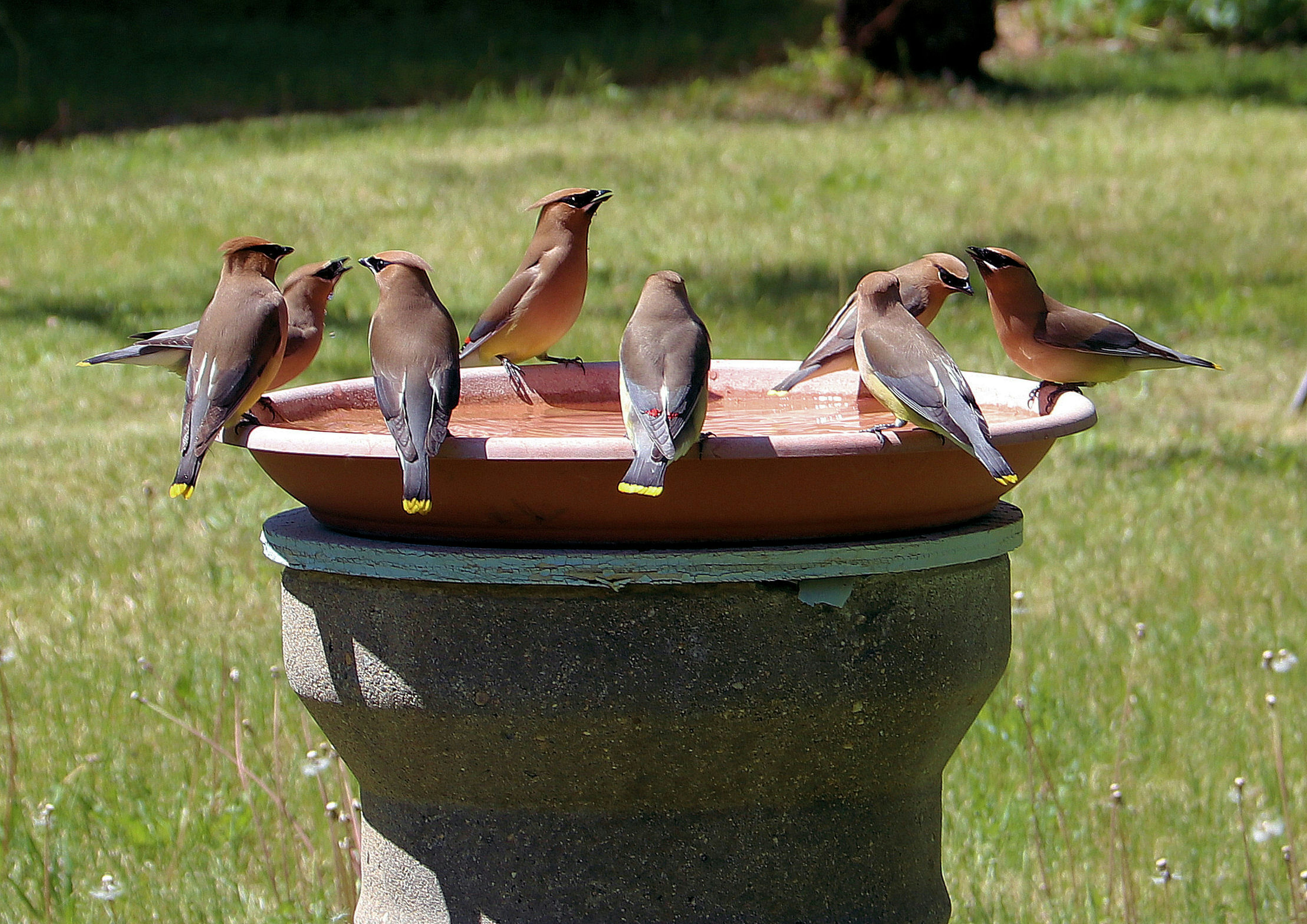 Three birds on brown round concrete pot during daytime photo – Free ...