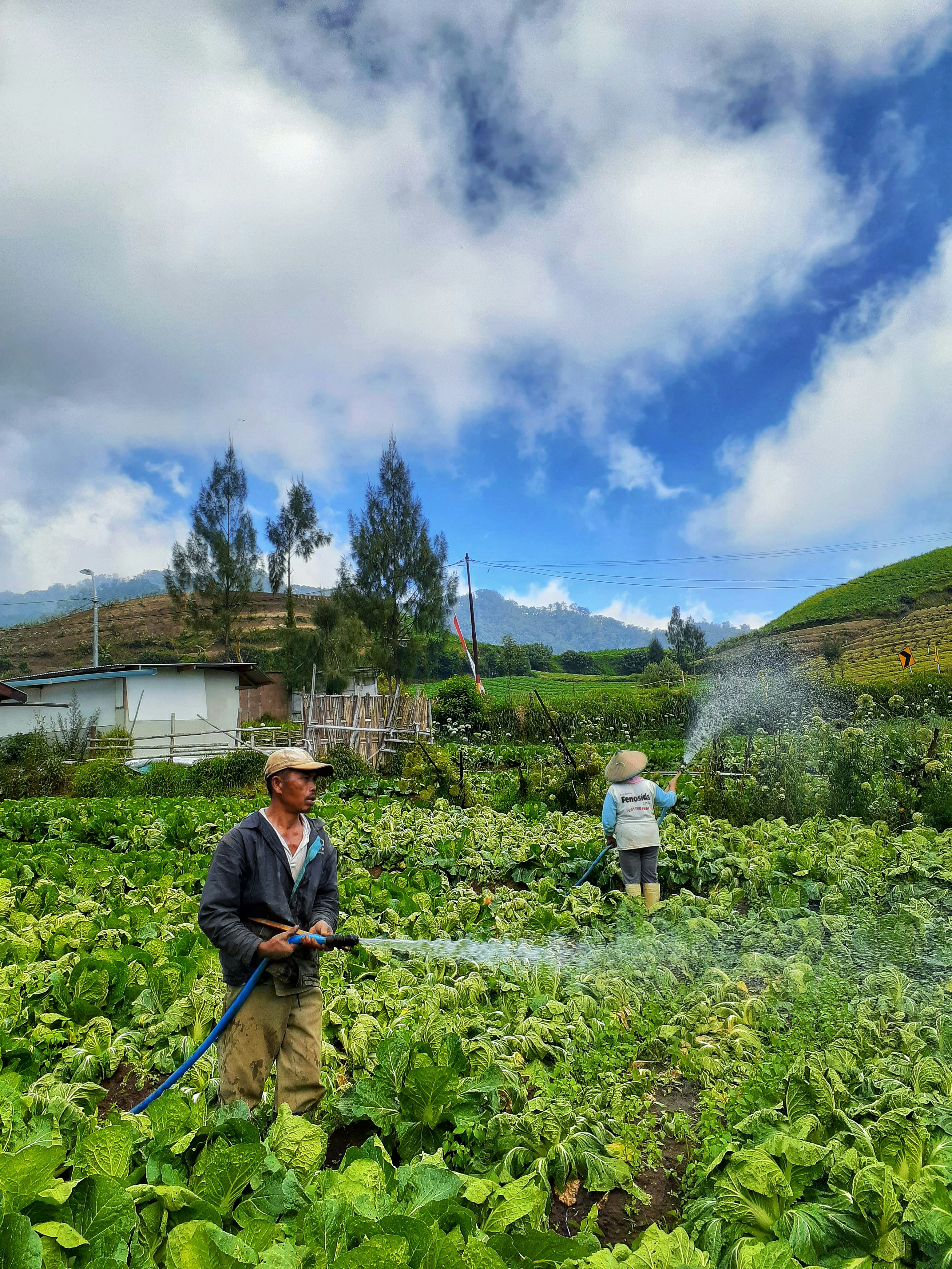 Farmers tending to a lush vegetable garden, watering plants under a vibrant sky. The scene captures the essence of agricultural dedication.