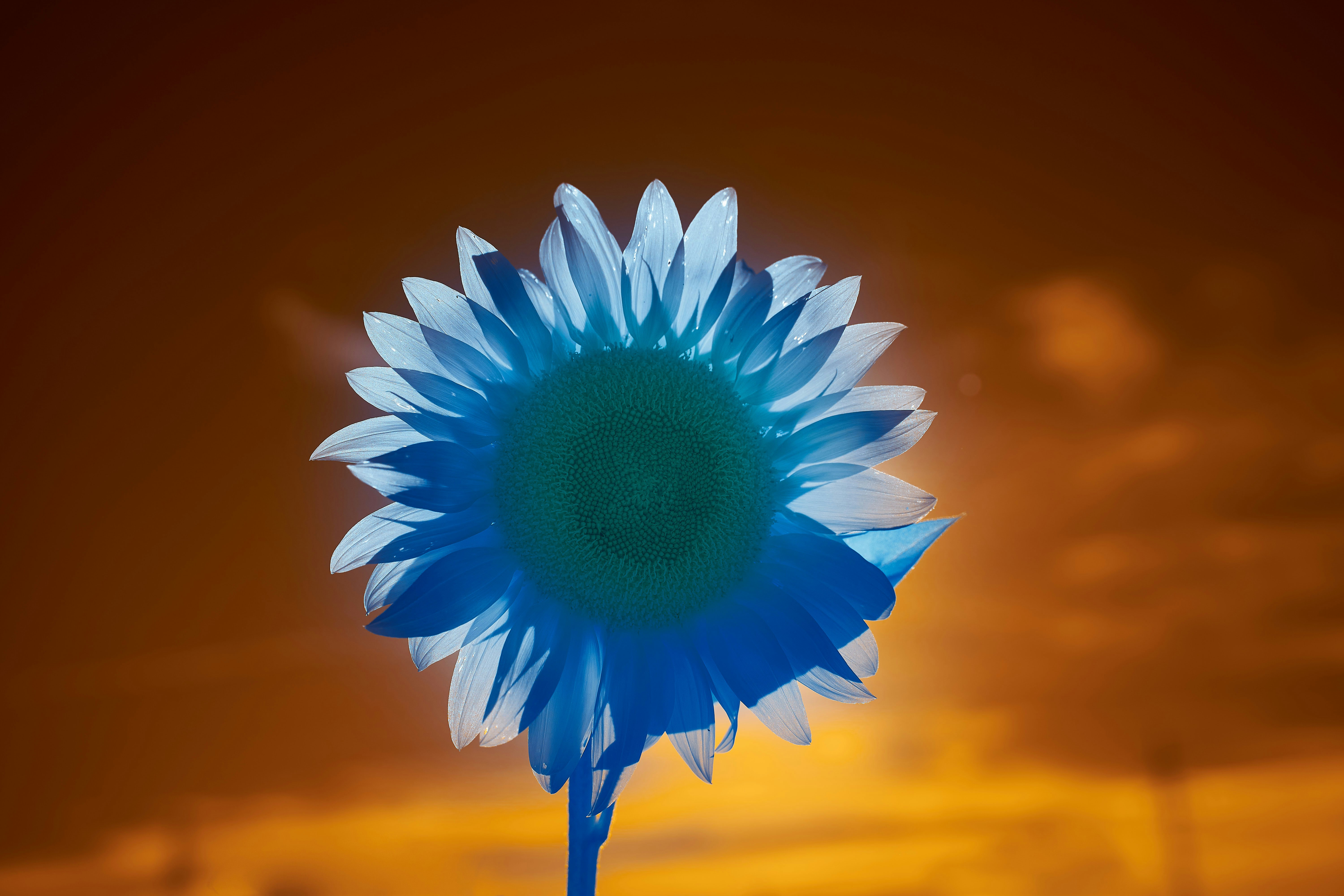 Blue Daisy Against a Copper Sunset Horizon
