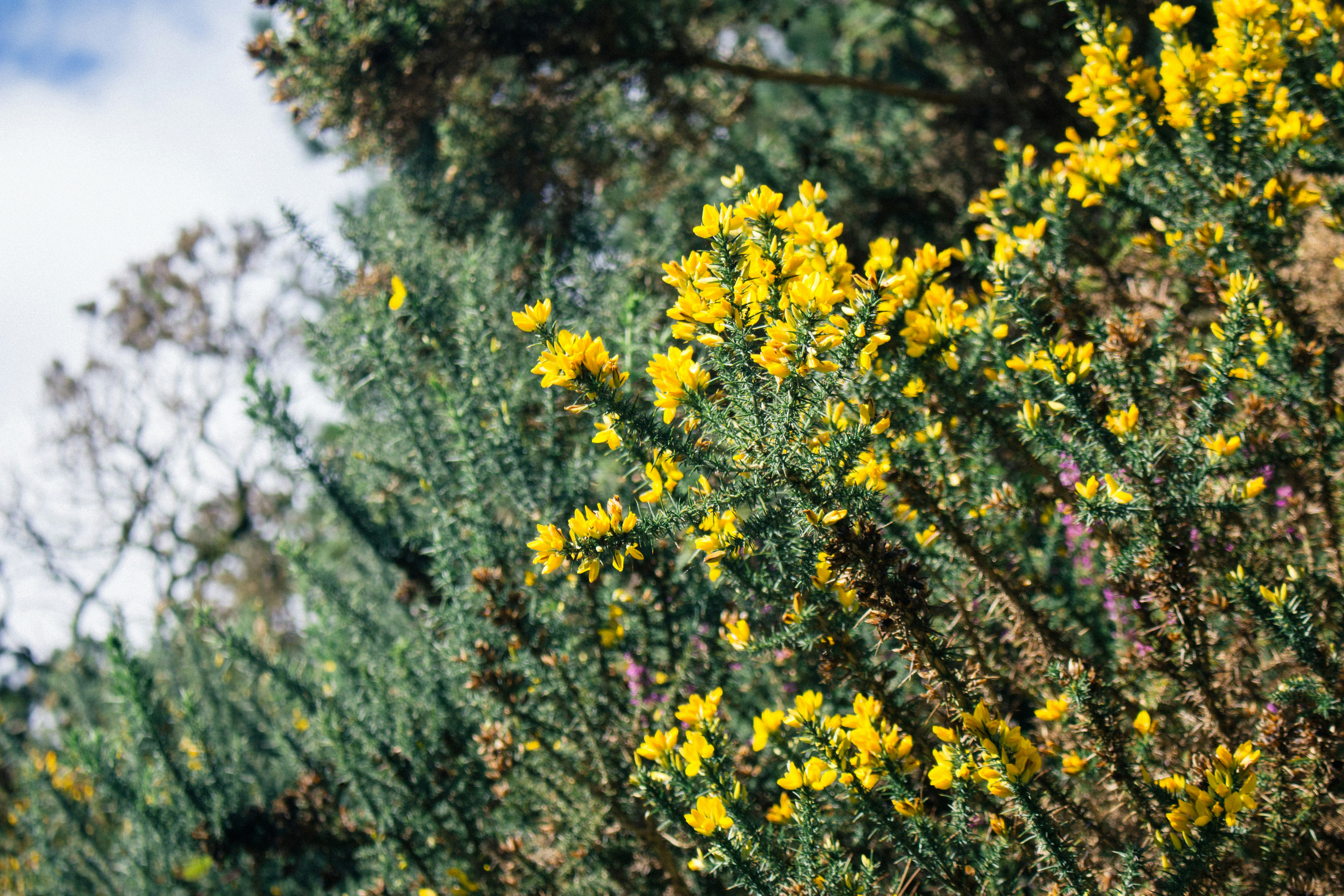 Vibrant yellow flowers blooming amidst dense green foliage under a bright sky.