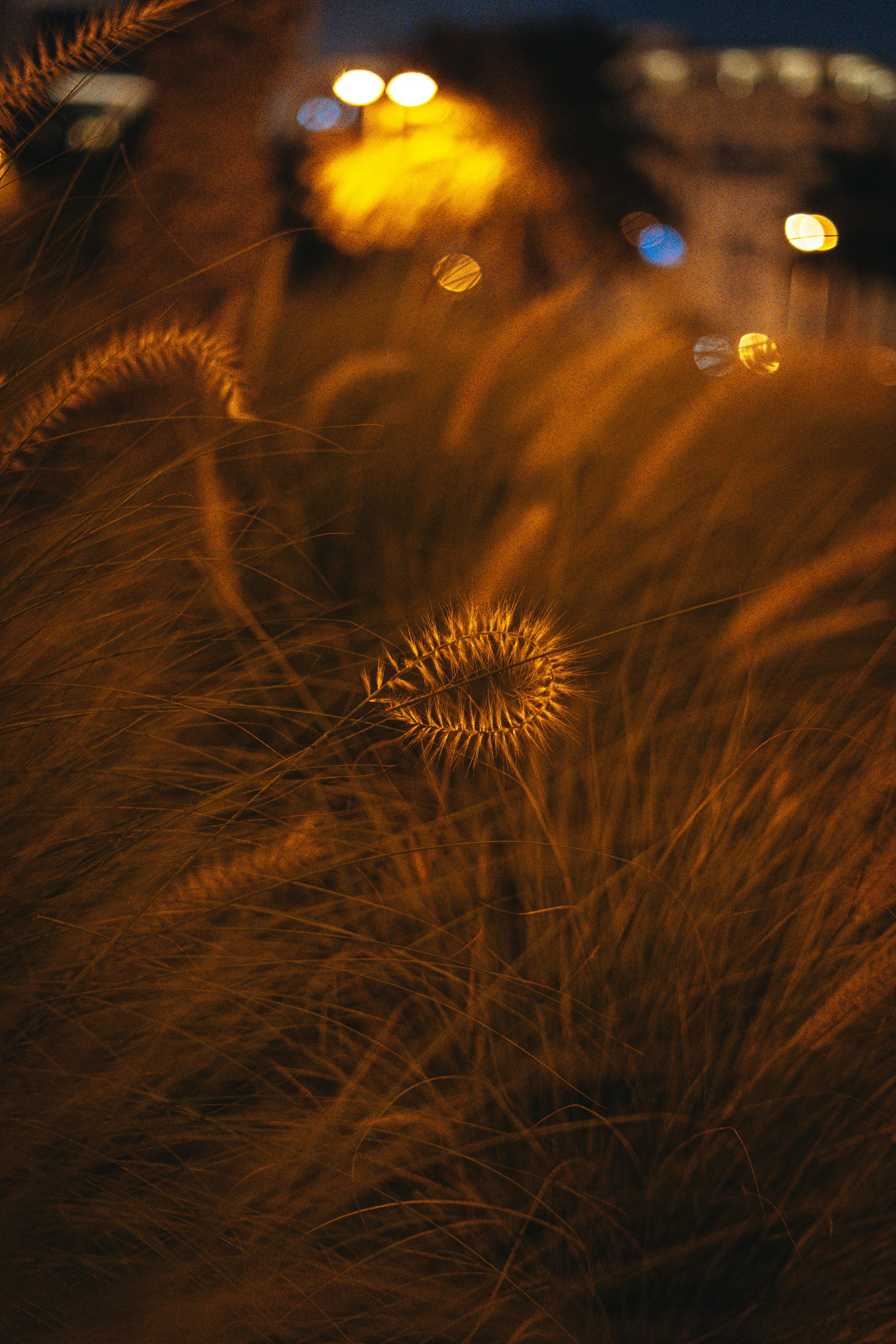 Amber Seed Heads Amid City Night Bokeh