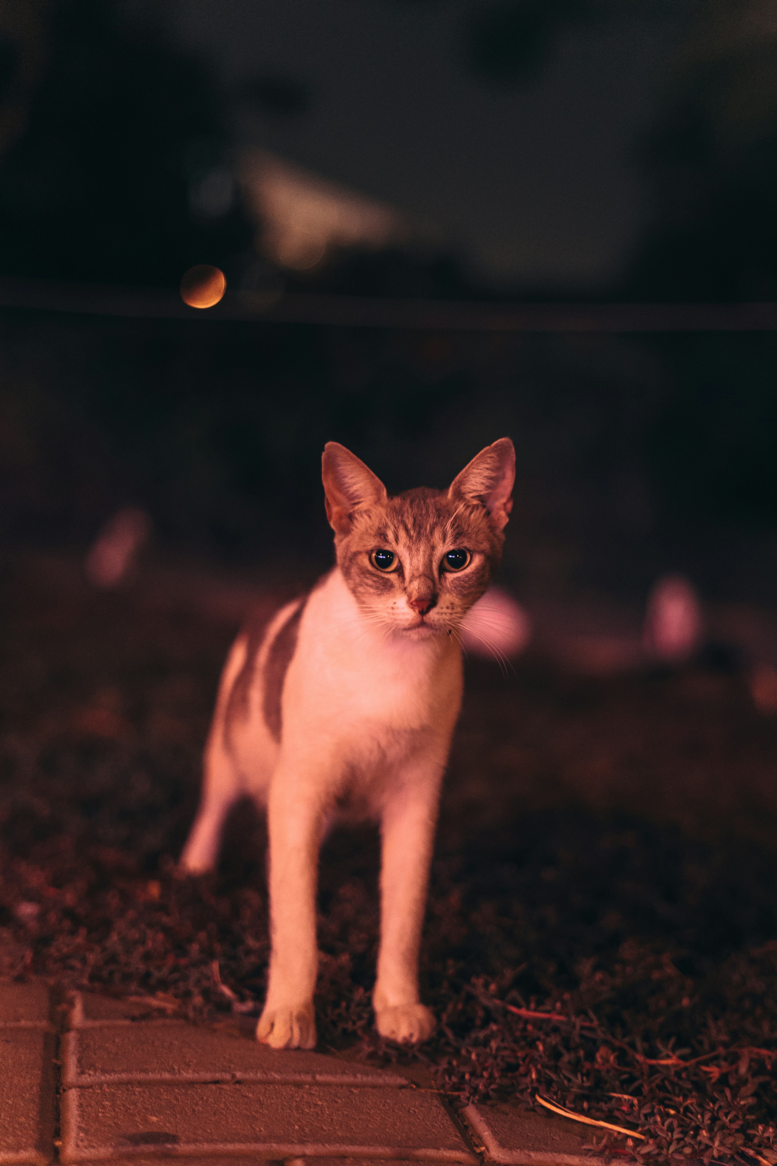 Crimson Nightwatch: a curious cat under a copper glow