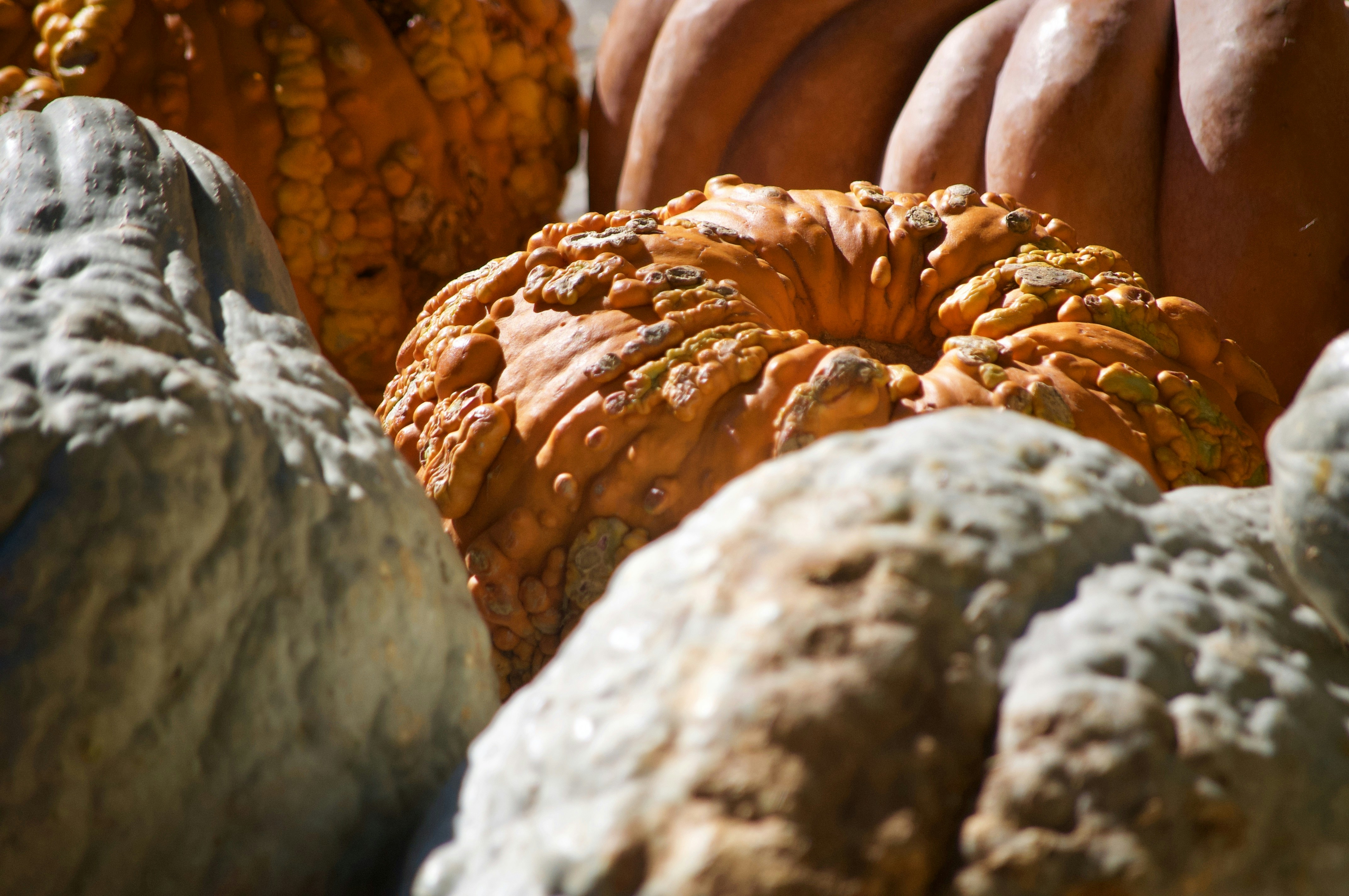 Pumpkin Carousel: A Close-Up of Autumn Textures and Grooved Curves