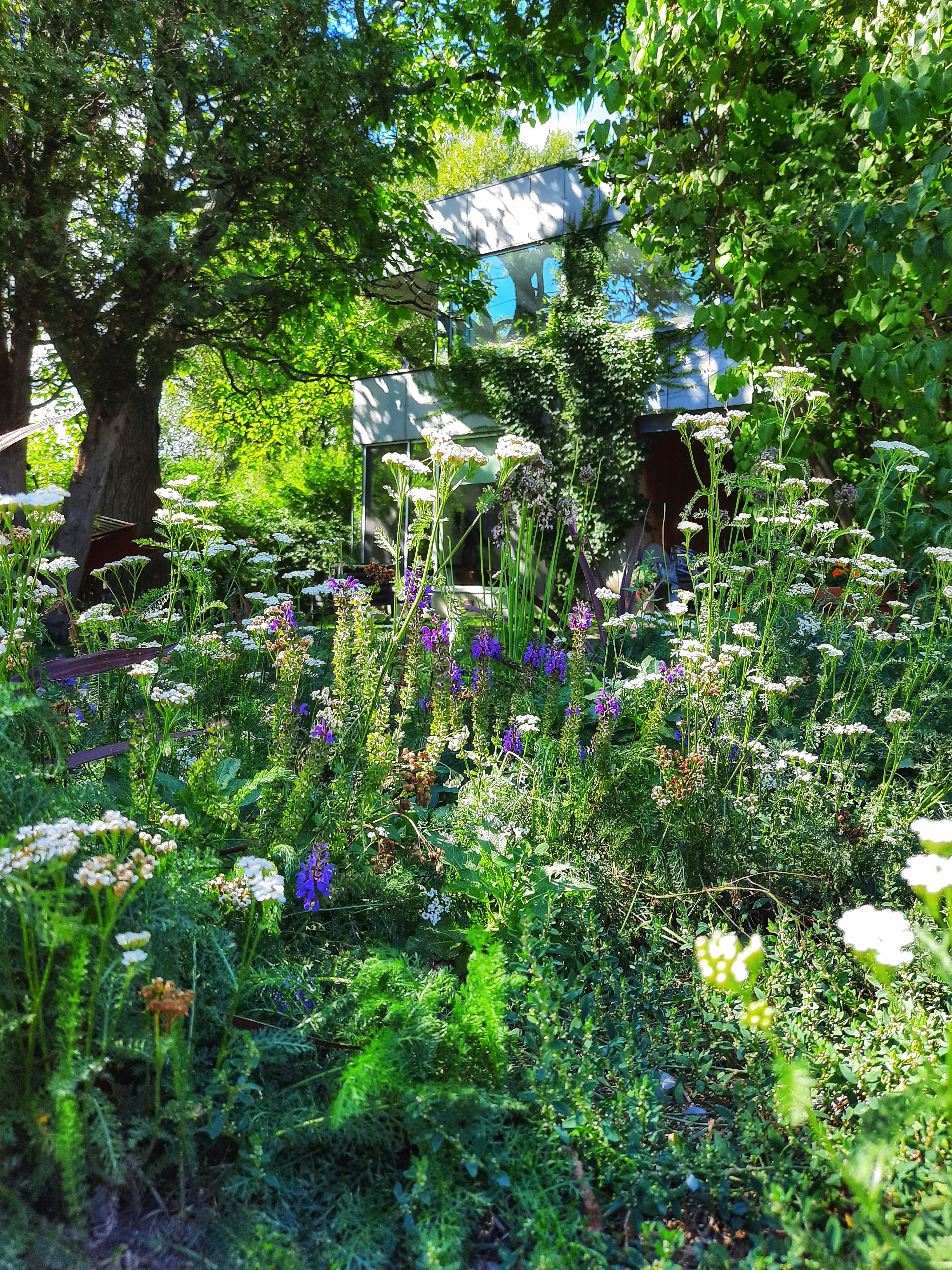 Sunlit Garden Meadow Framed by Urban Home
