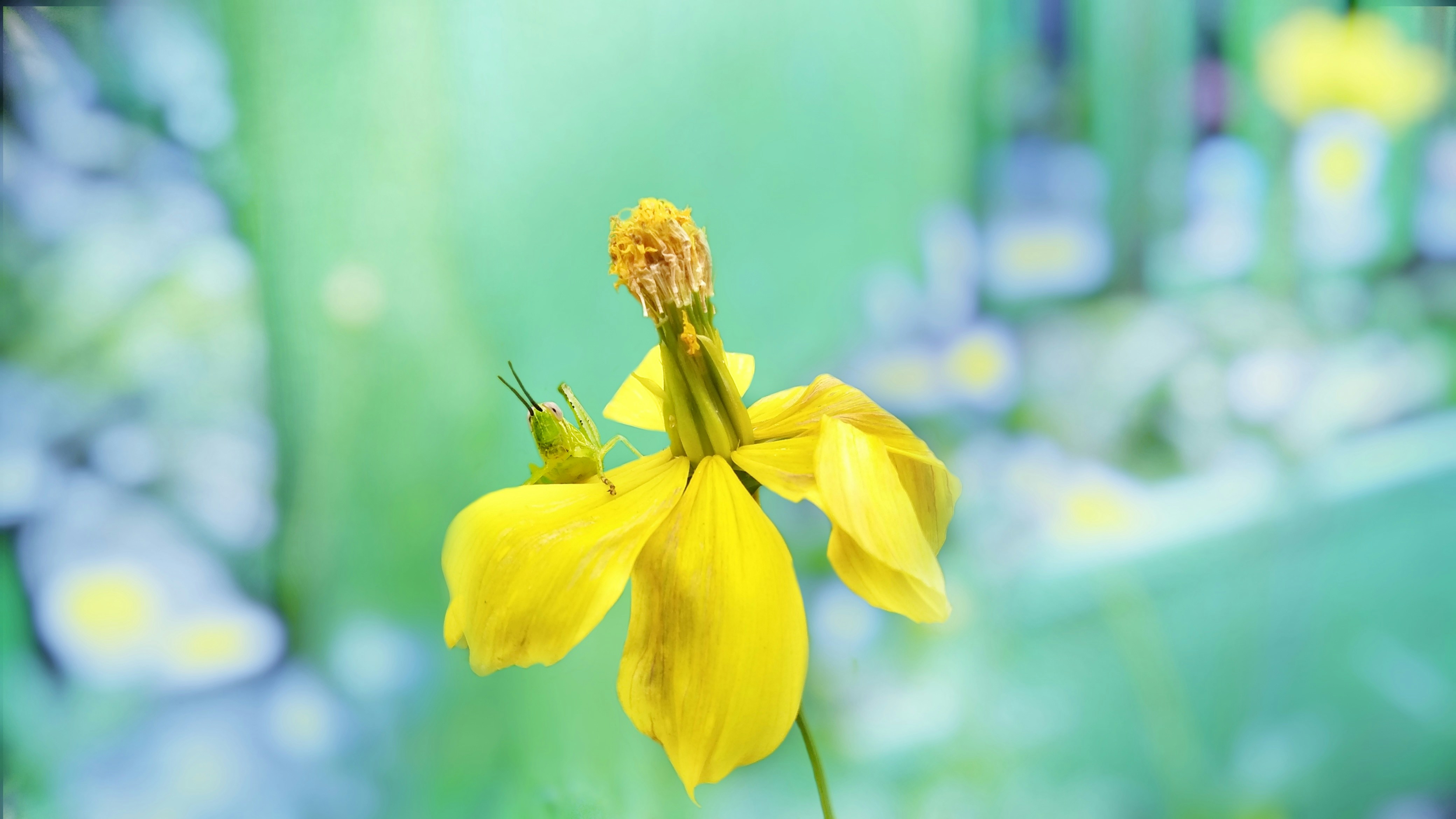 A vibrant yellow flower with a grasshopper perched on it, set against a softly blurred green background filled with hints of floral colors.