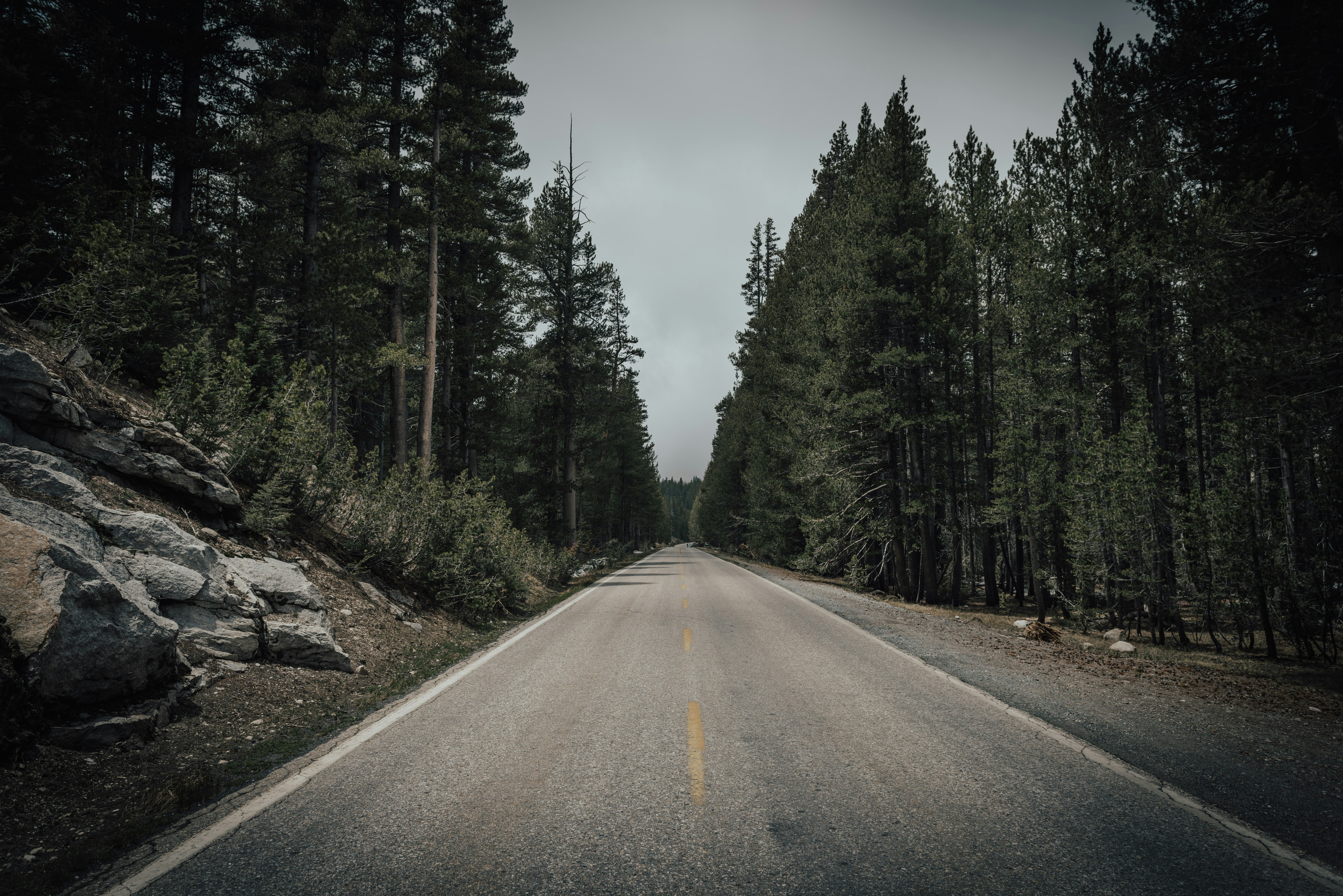 Gray asphalt road between green trees under gray sky during daytime ...