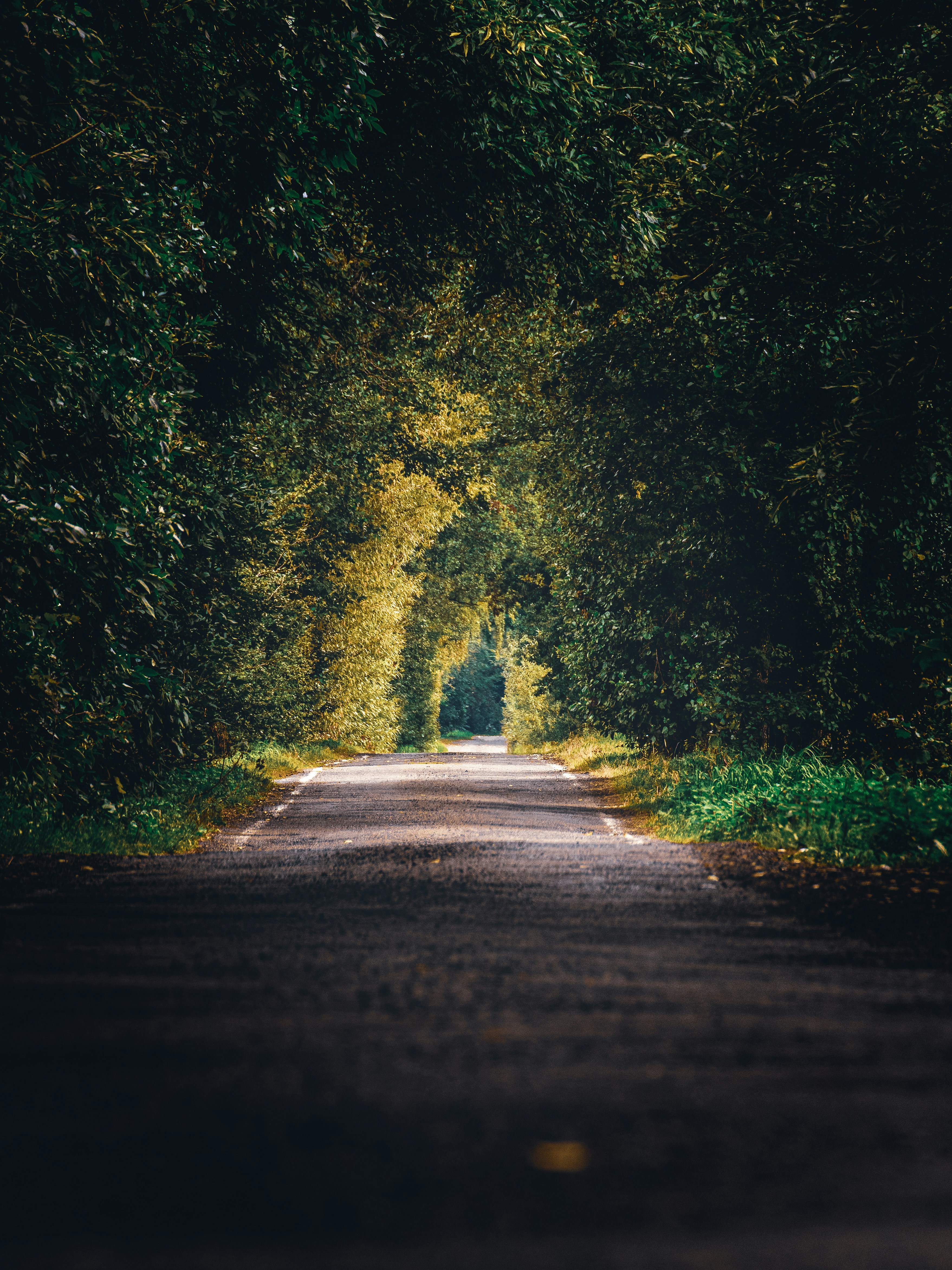 Whispering Archway: Tree-Lined Road to a Distant Light