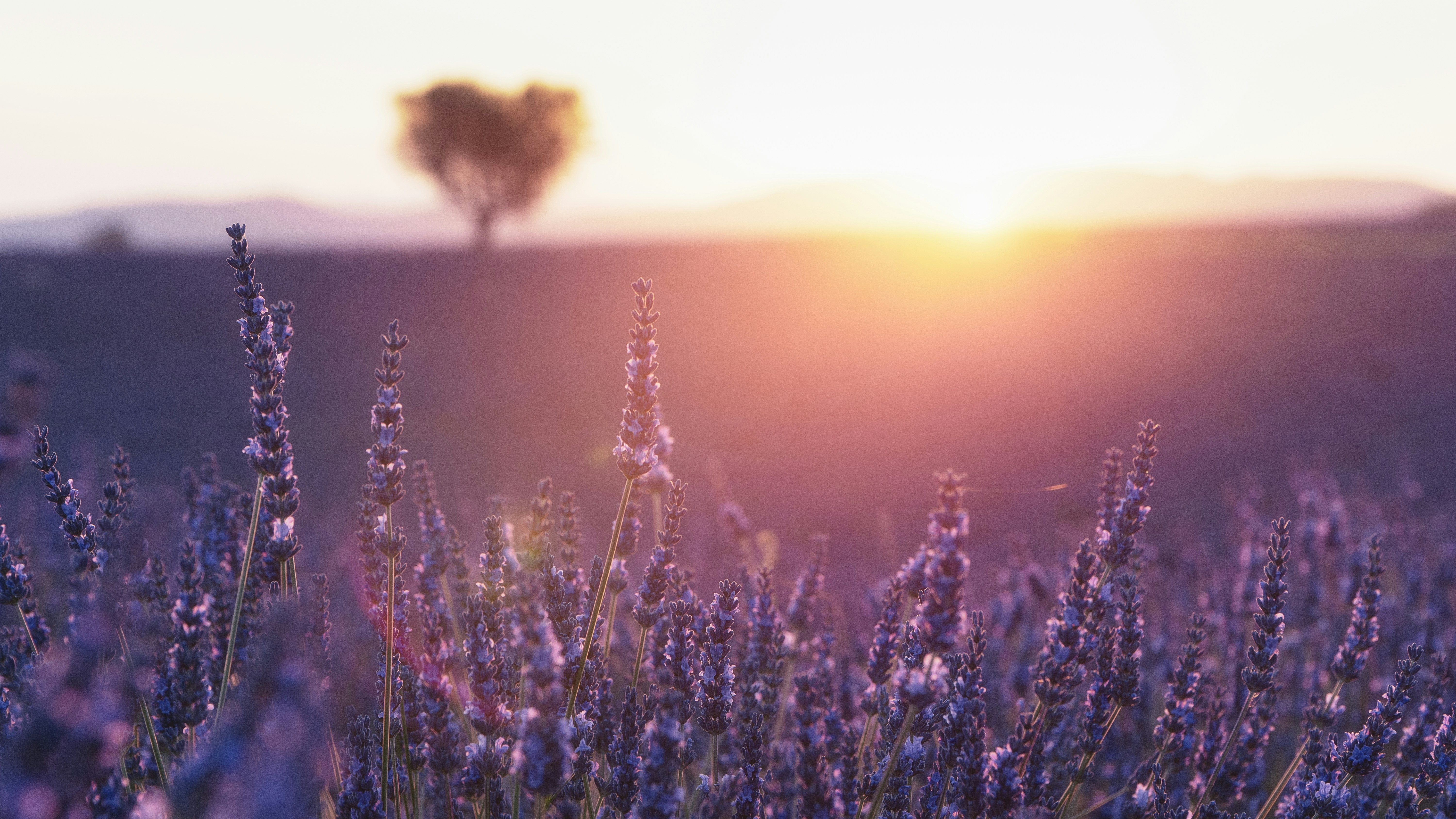 Lavender field bathed in warm sunset light with a solitary tree in the background.