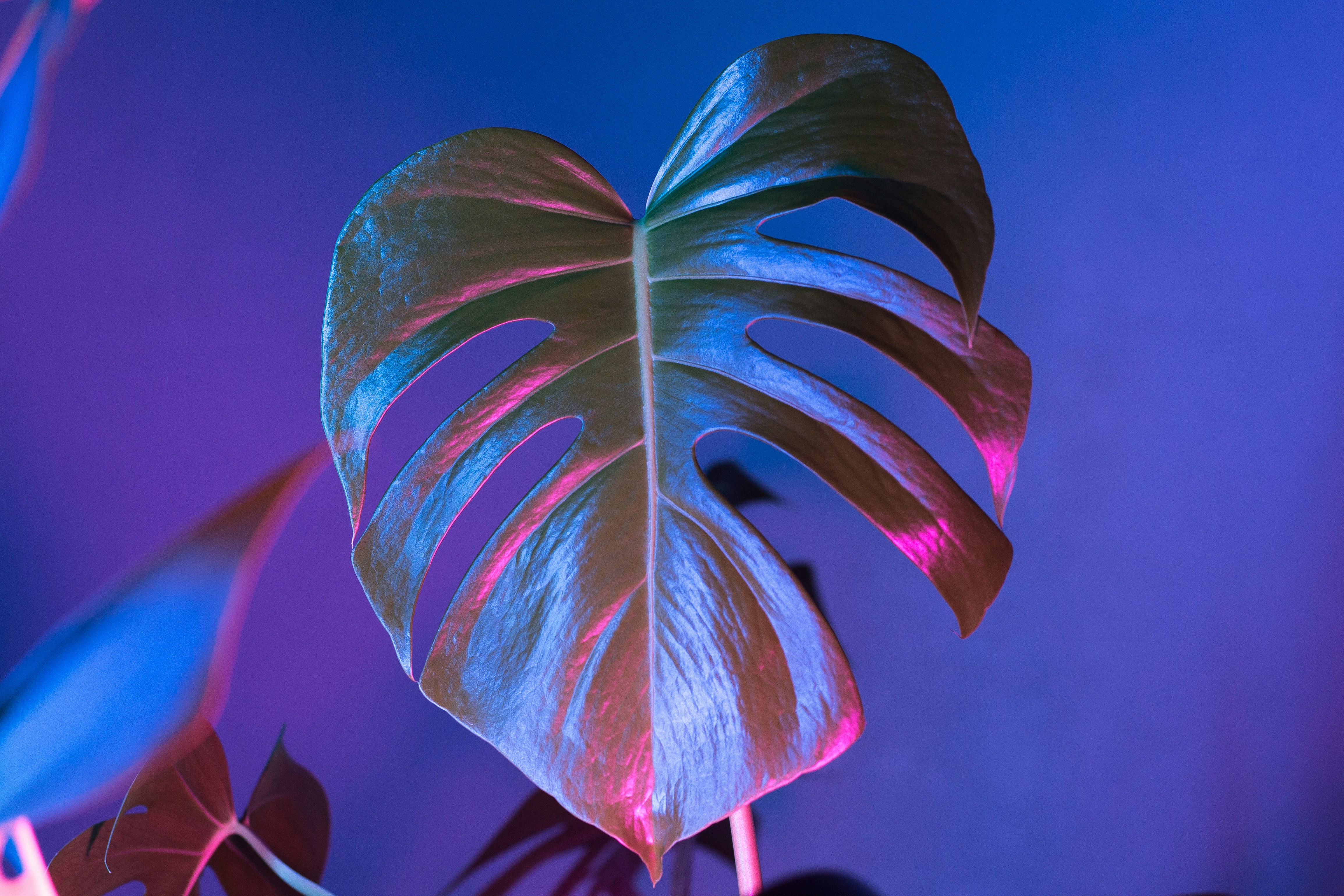 500+ Monstera Leaf Pictures [HD] | Download Free Images on Unsplash