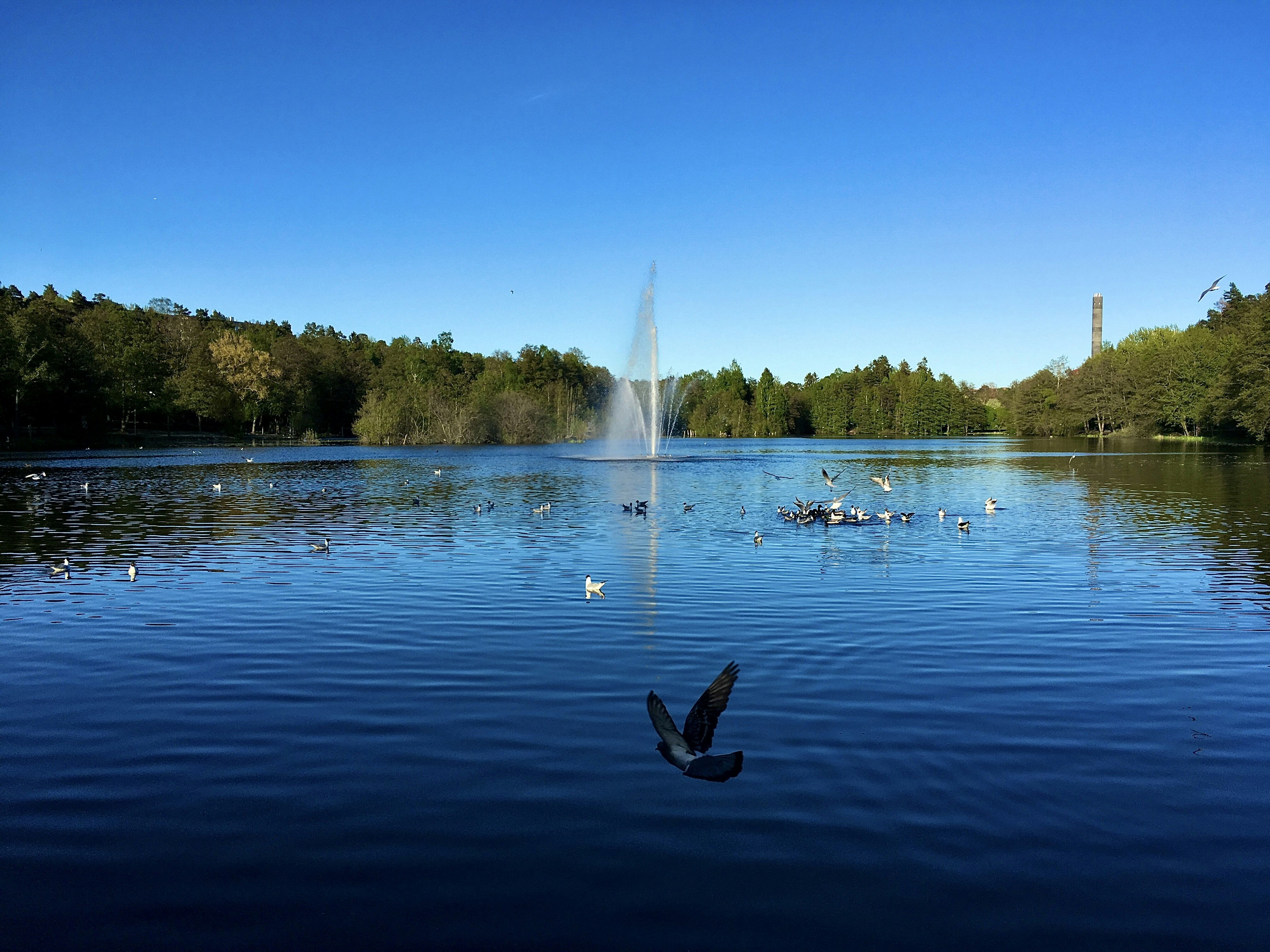 Central Fountain Aria over a Serene City Pond