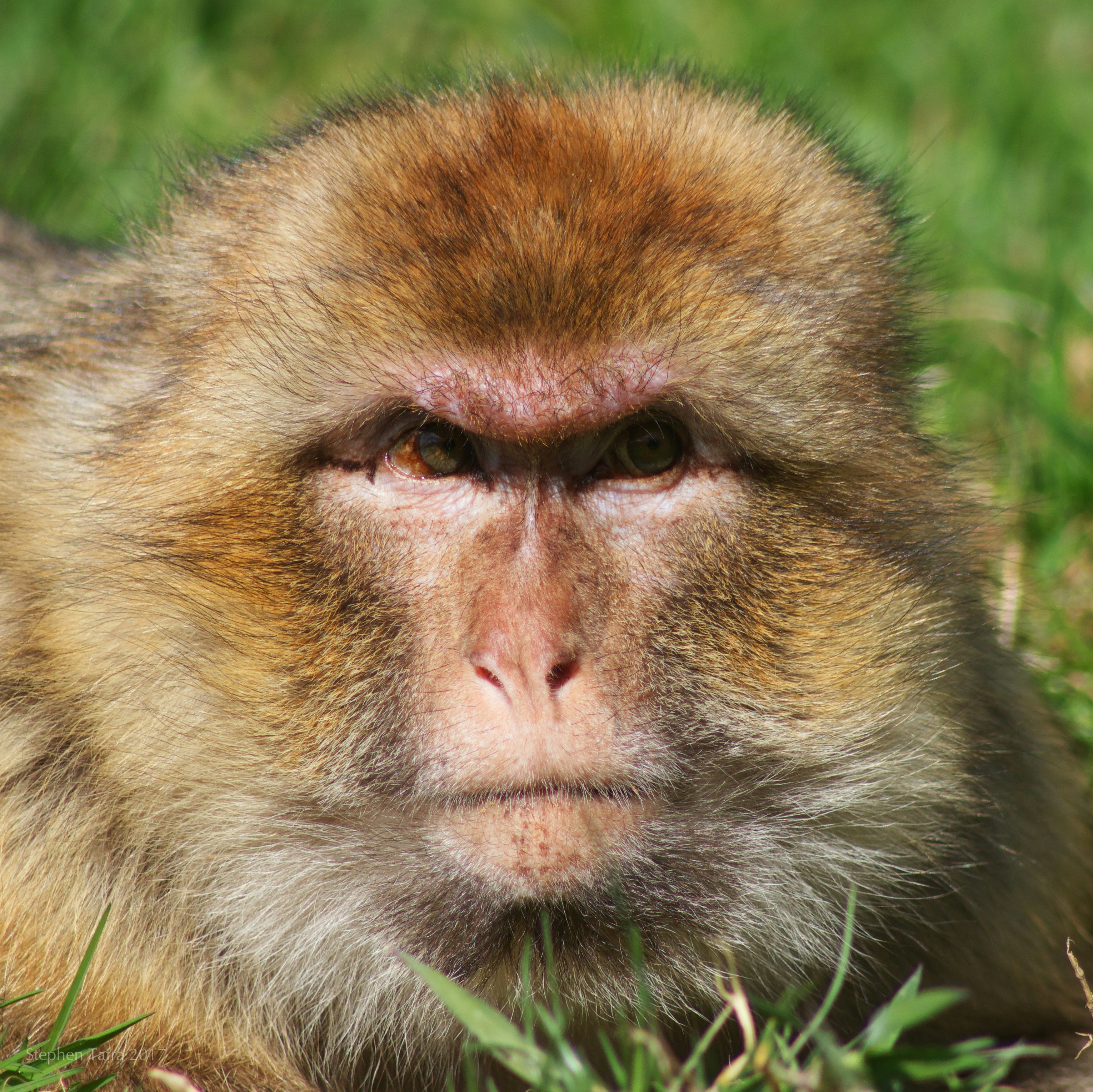 Unimpressed Pictures | Download Free Images on Unsplash