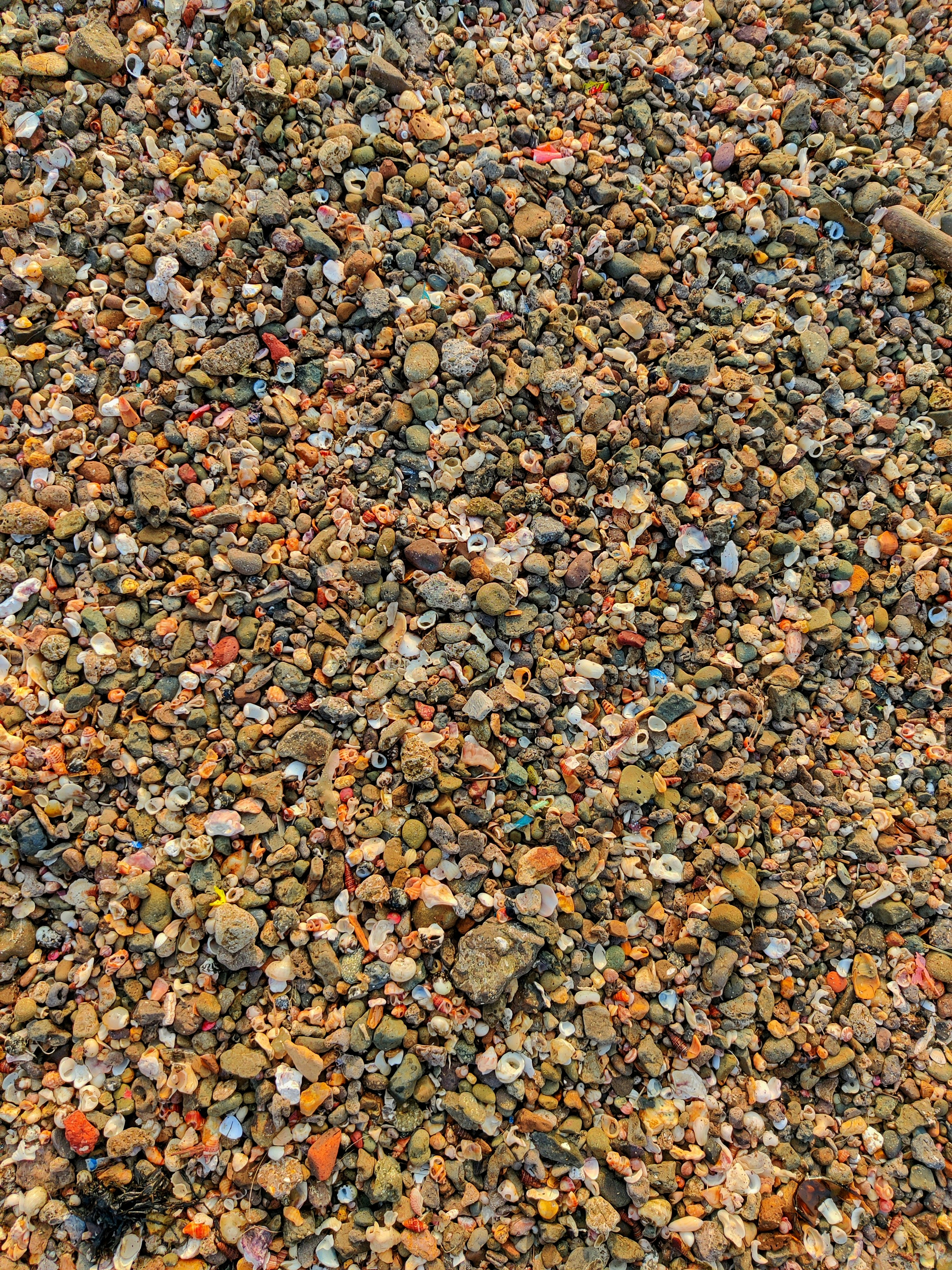 Colorful assortment of seashells and pebbles scattered across a beach, showcasing the intricate patterns formed by nature. 