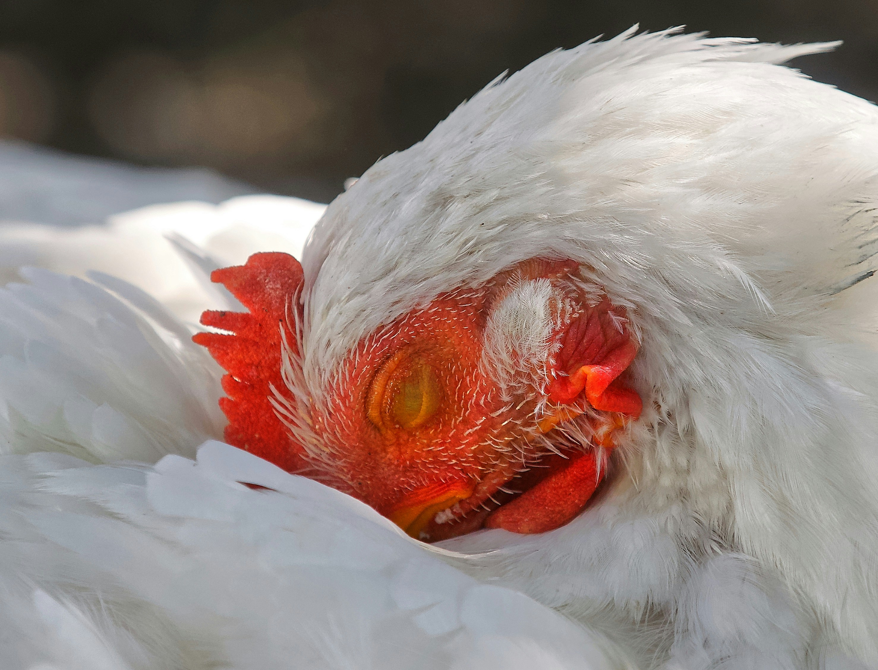 white chicken with red eyesAndrey Tikhonovskiy