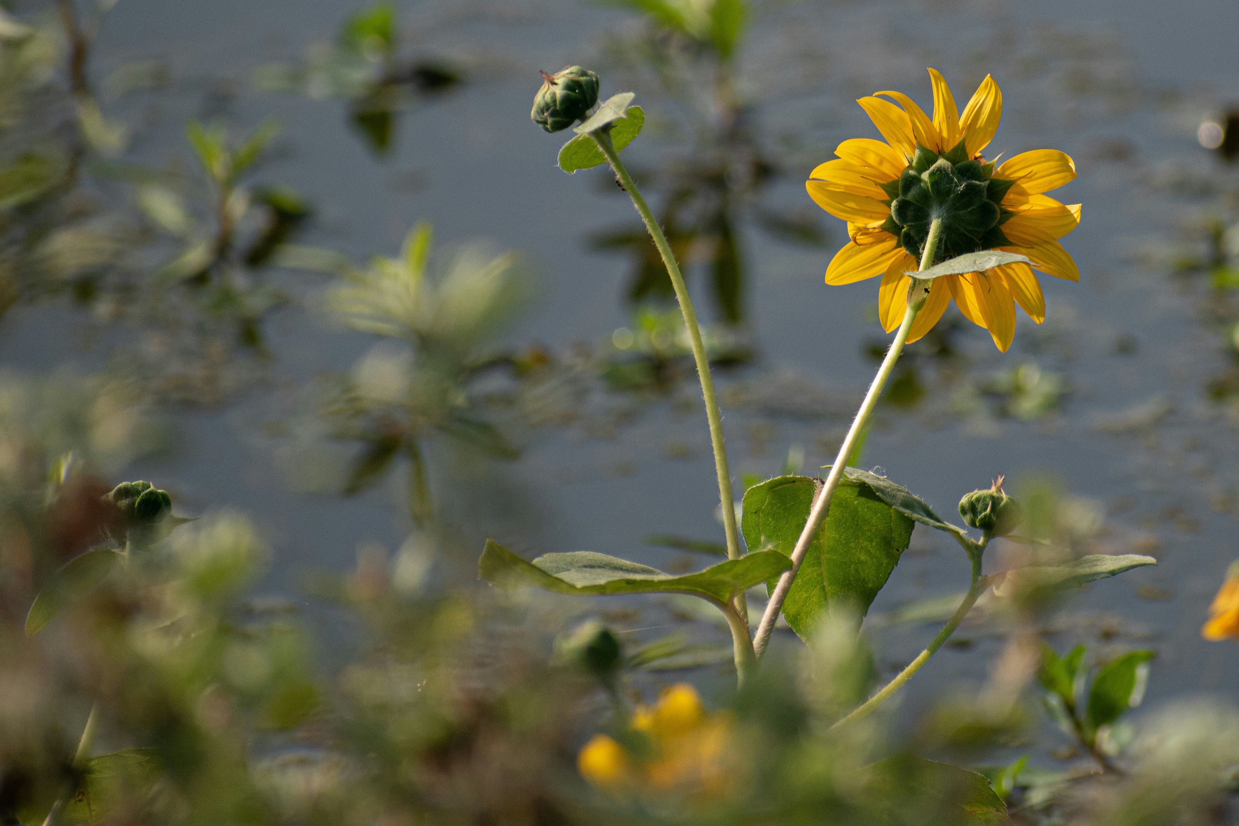 Sunlit Helianthus: A Golden Bloom Reaching Toward the Light