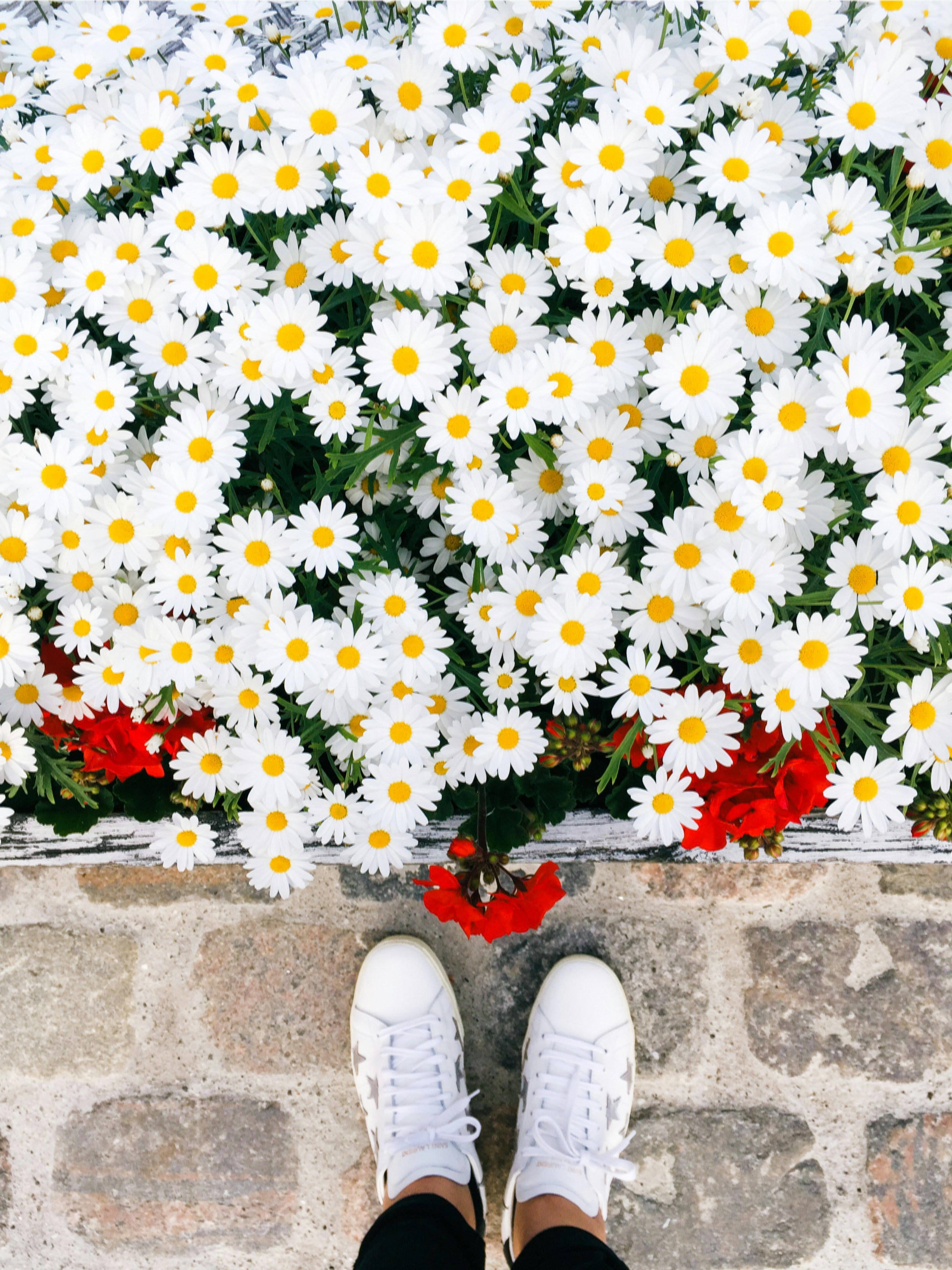 Petals at the Edge: White Sneakers Meet a Sea of Daisies