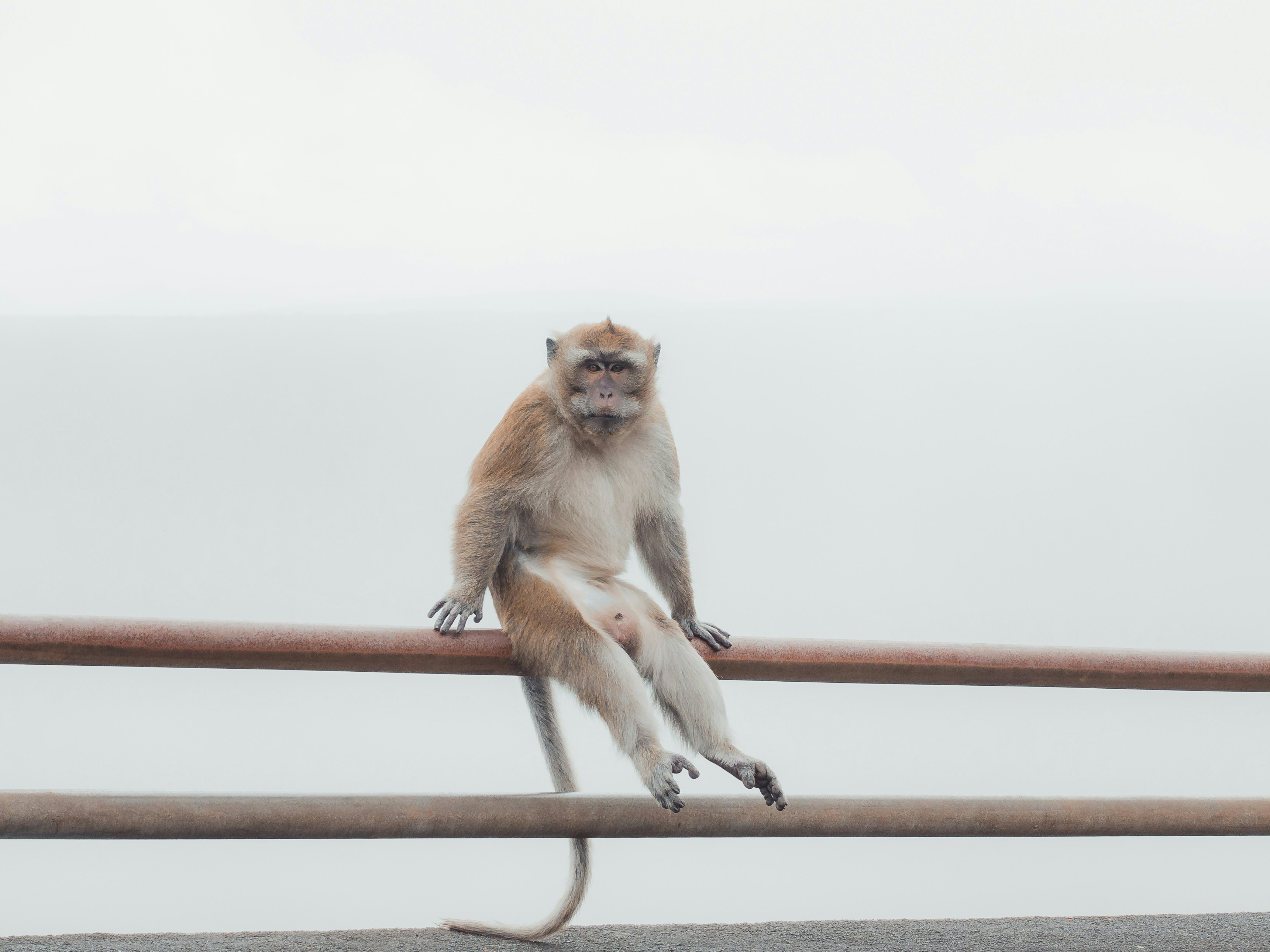 Macaque at ease on rusted rails above a pale sea