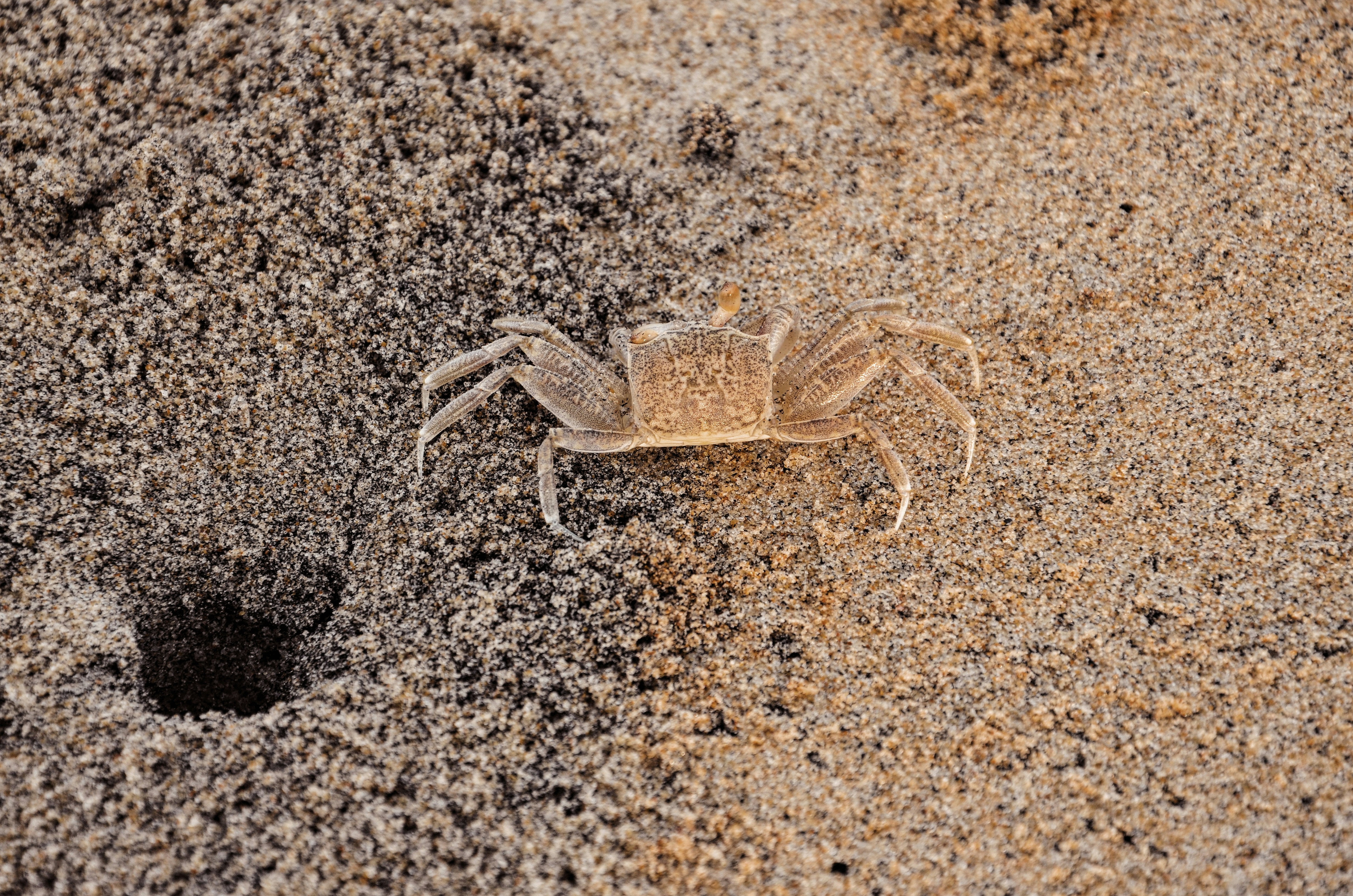 Sand Dune Scout: A Desert Crab Tracks Across the Grainy Spotlight