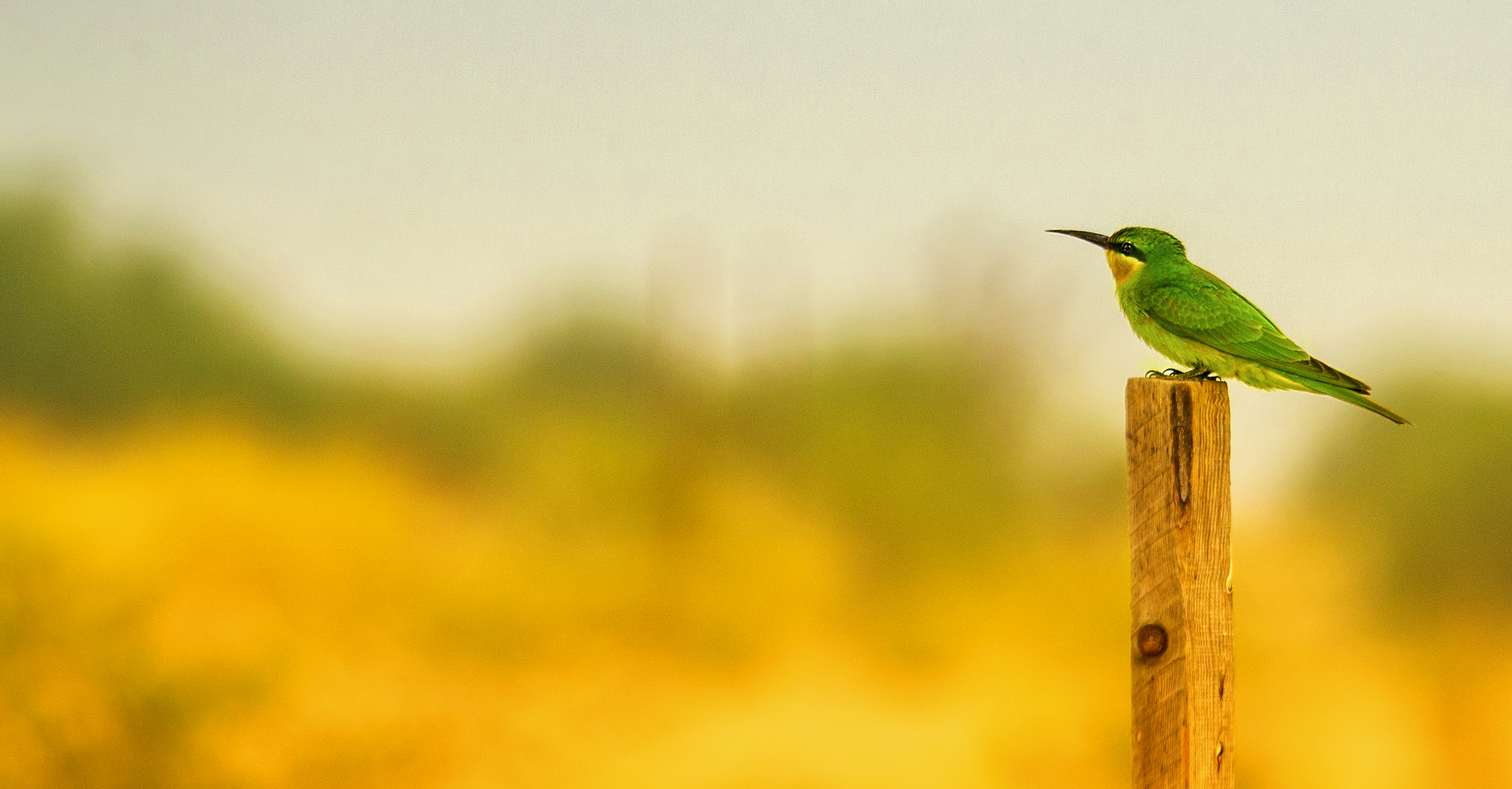 Emerald Hummingbird Perched on a Weathered Post at Golden Hour